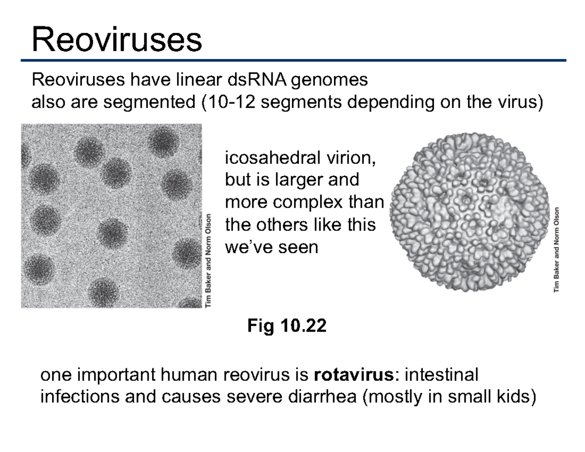 Section 5 slides part 4 - notes - Reoviruses Reoviruses have linear ...