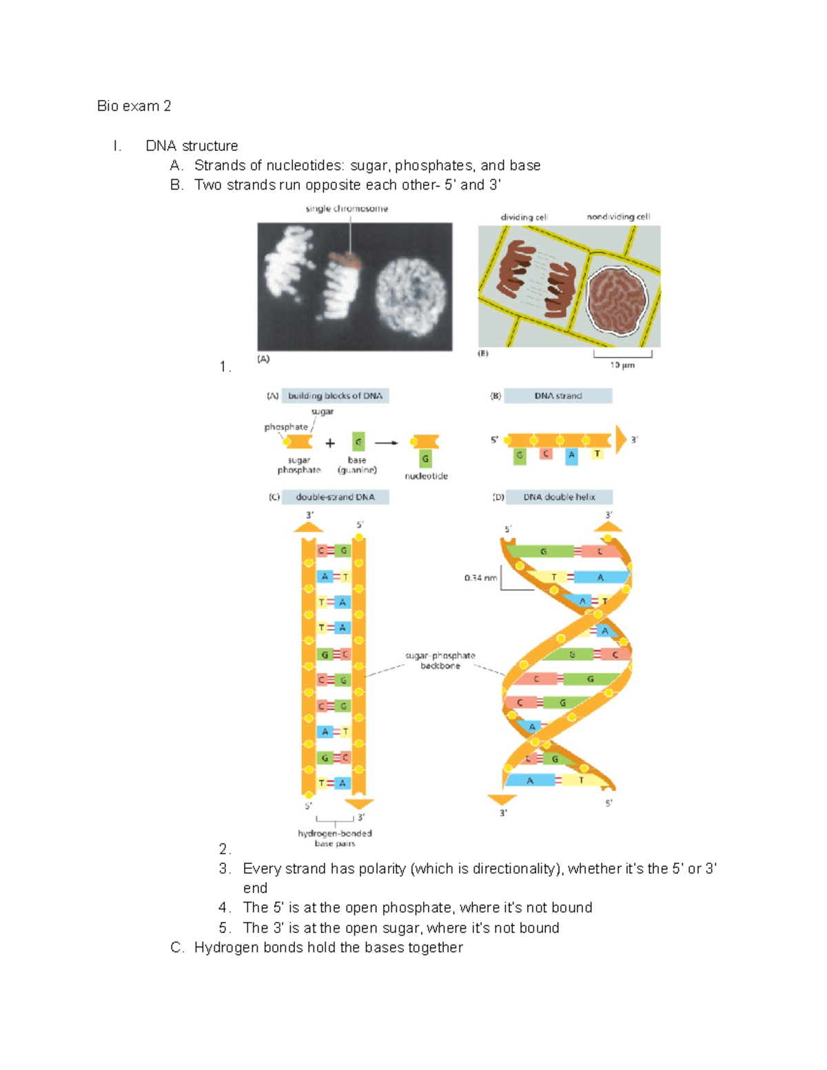 Exam 2 Lecture 1 - Bio exam 2 I. DNA structure A. Strands of ...