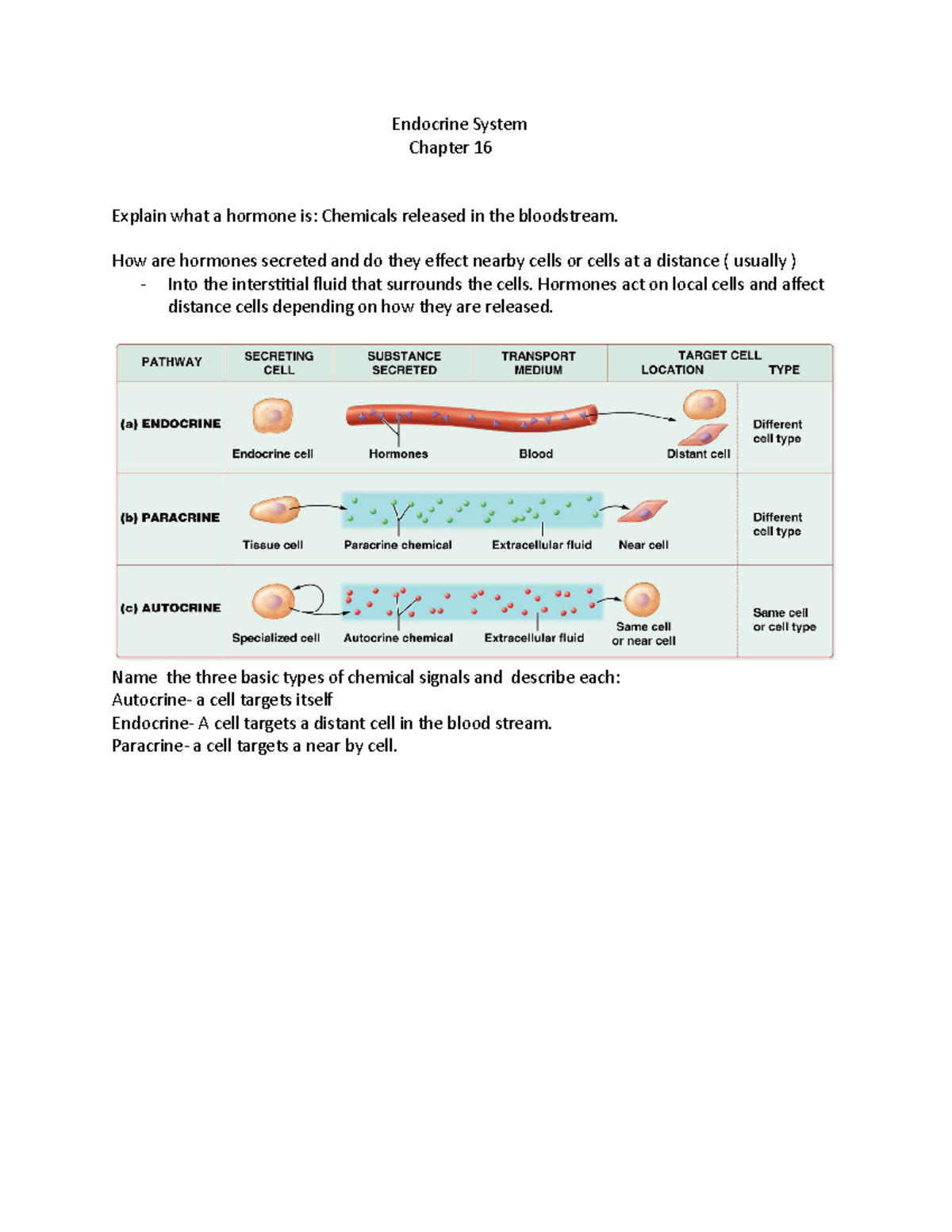 Endocrine System-1 - study materials - Endocrine System Chapter 16 ...
