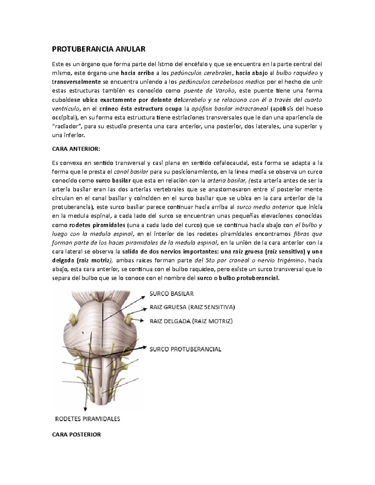 Protuberancia anular - Descripcion de la anatomía de ciertas regiones ...