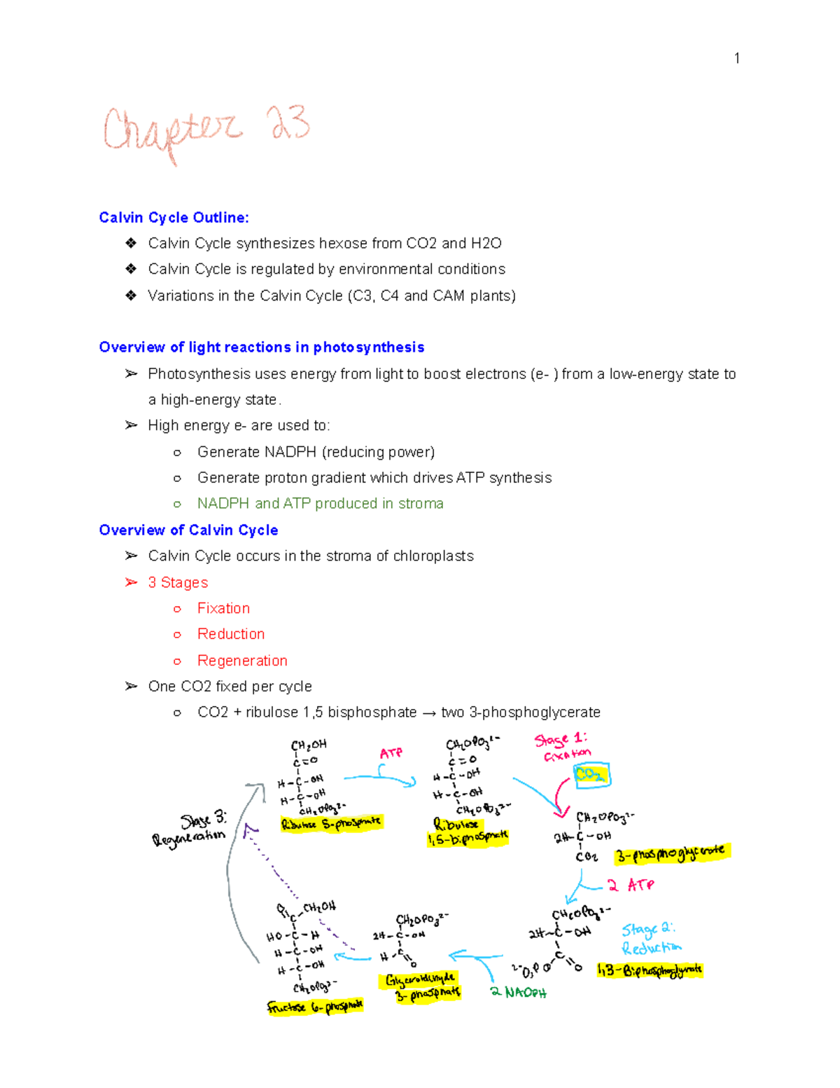 Chapter 23 - lecture slide notes marc wold - Calvin Cycle Outline ...