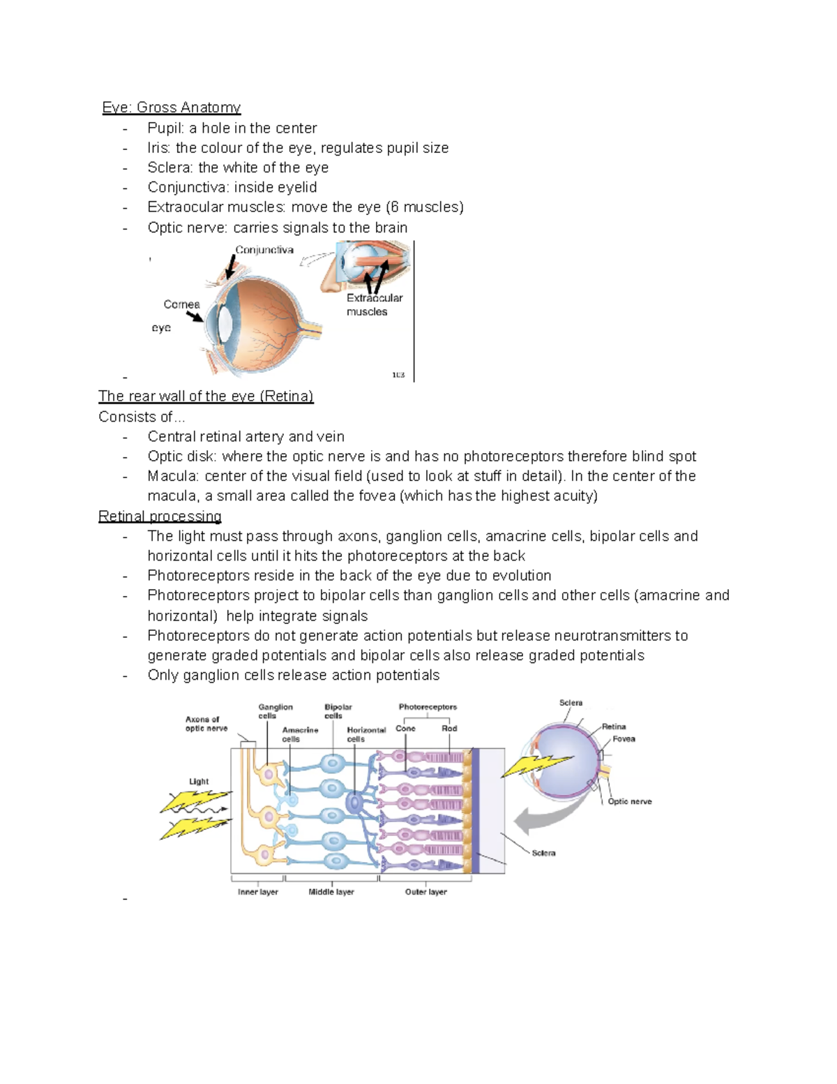 Sensory lecture 3 vision - Eye: Gross Anatomy - Pupil: a hole in the ...