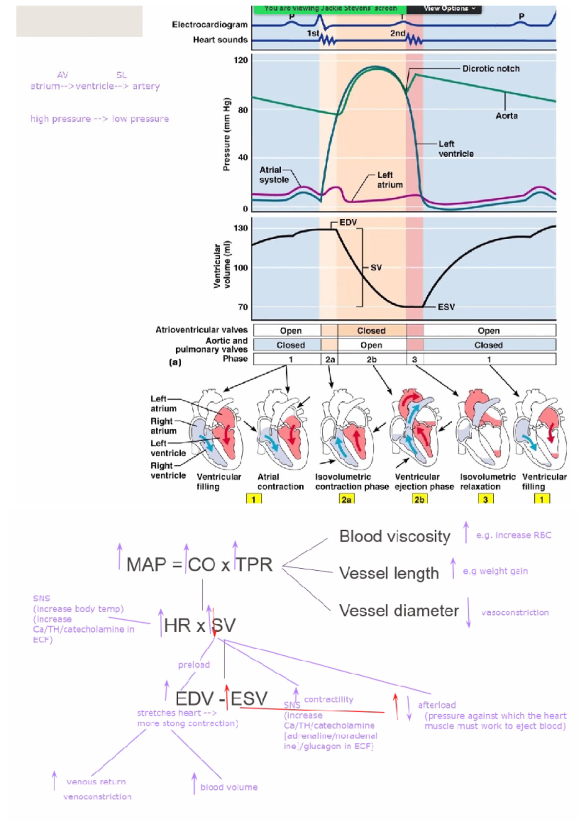 Heart flow chart- important ECG explanation - BIOL125 - StuDocu