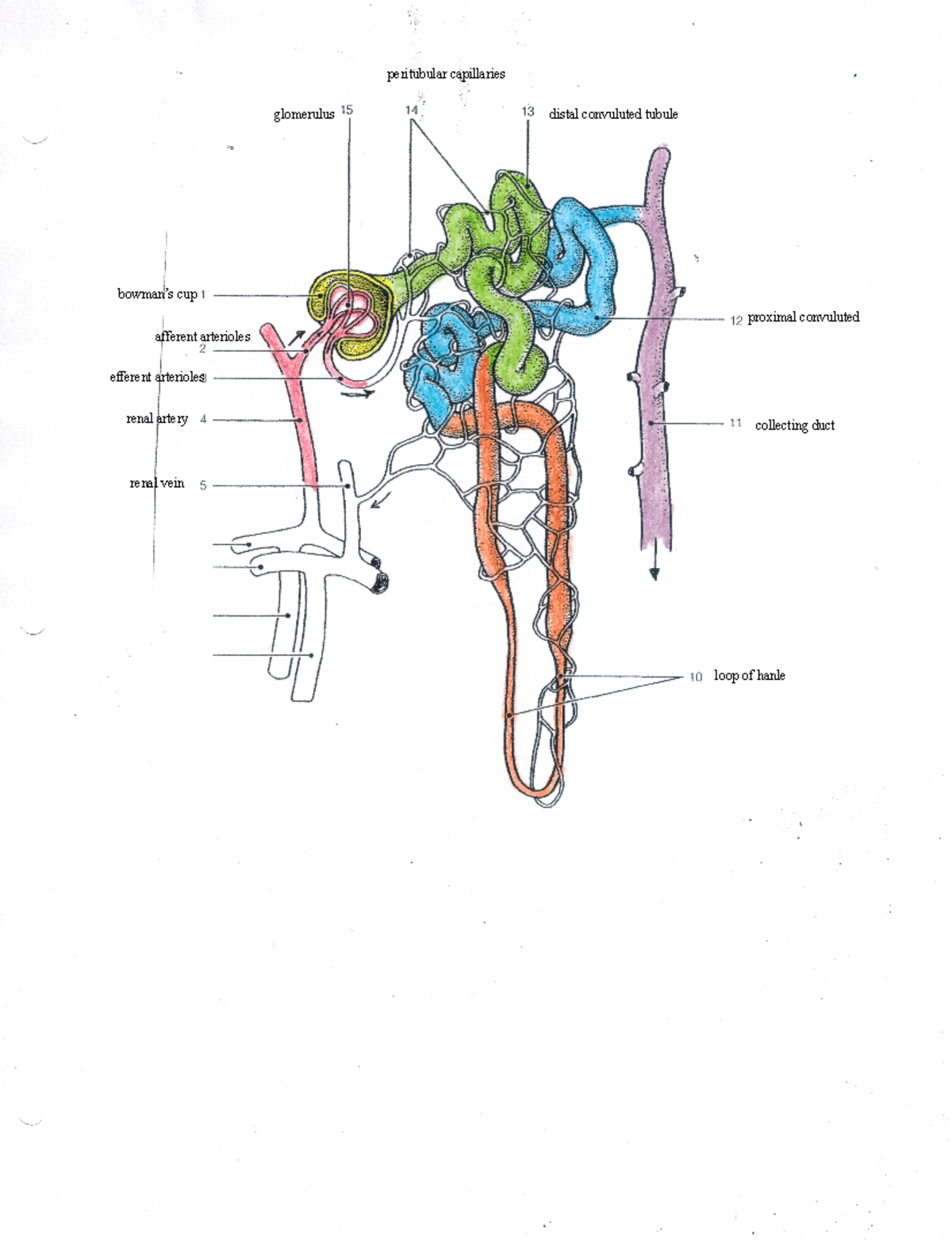 Nephron Label Test - ANAT 1053 - Studocu