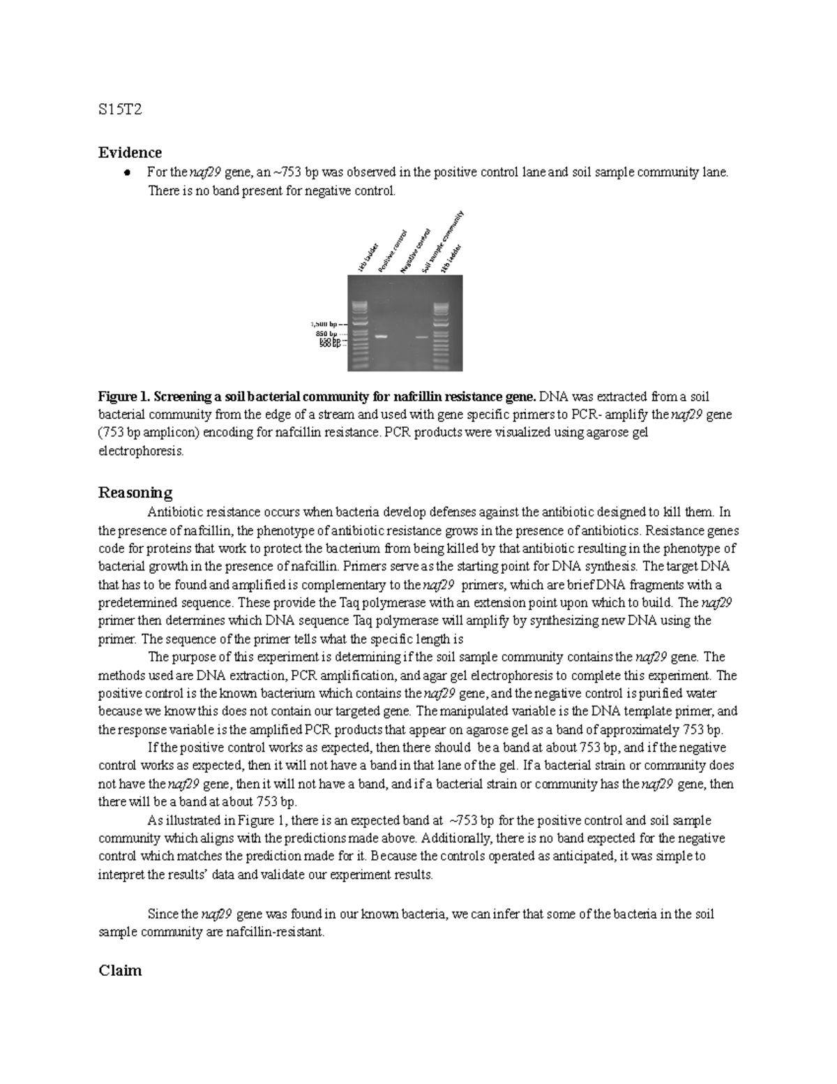 DNA CER - bs 171 - S15T Evidence For the naf29 gene, an ~753 bp was observed in the positive ...