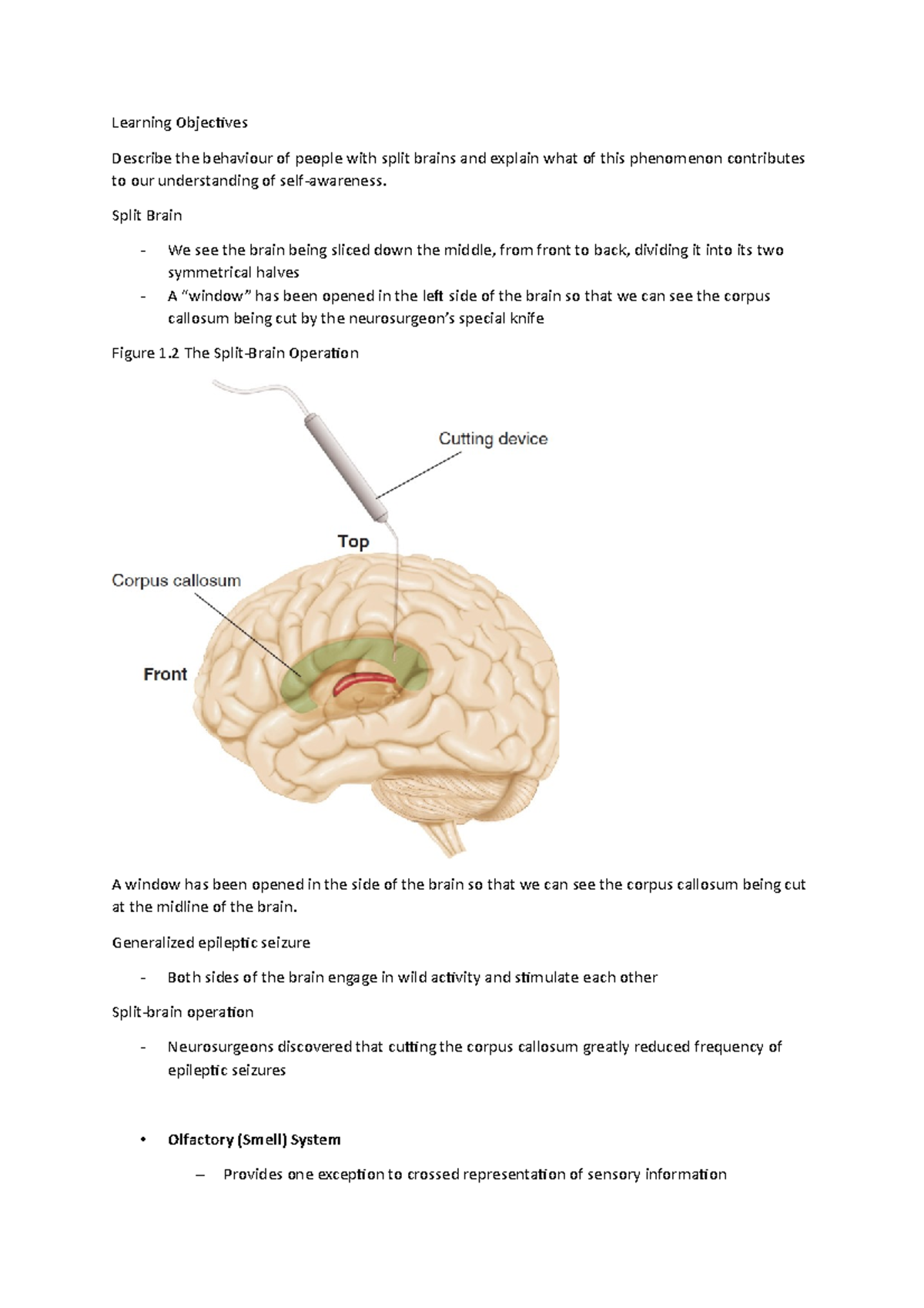 Understanding Split Brain Phenomenon and Biological Roots of Behavioral ...