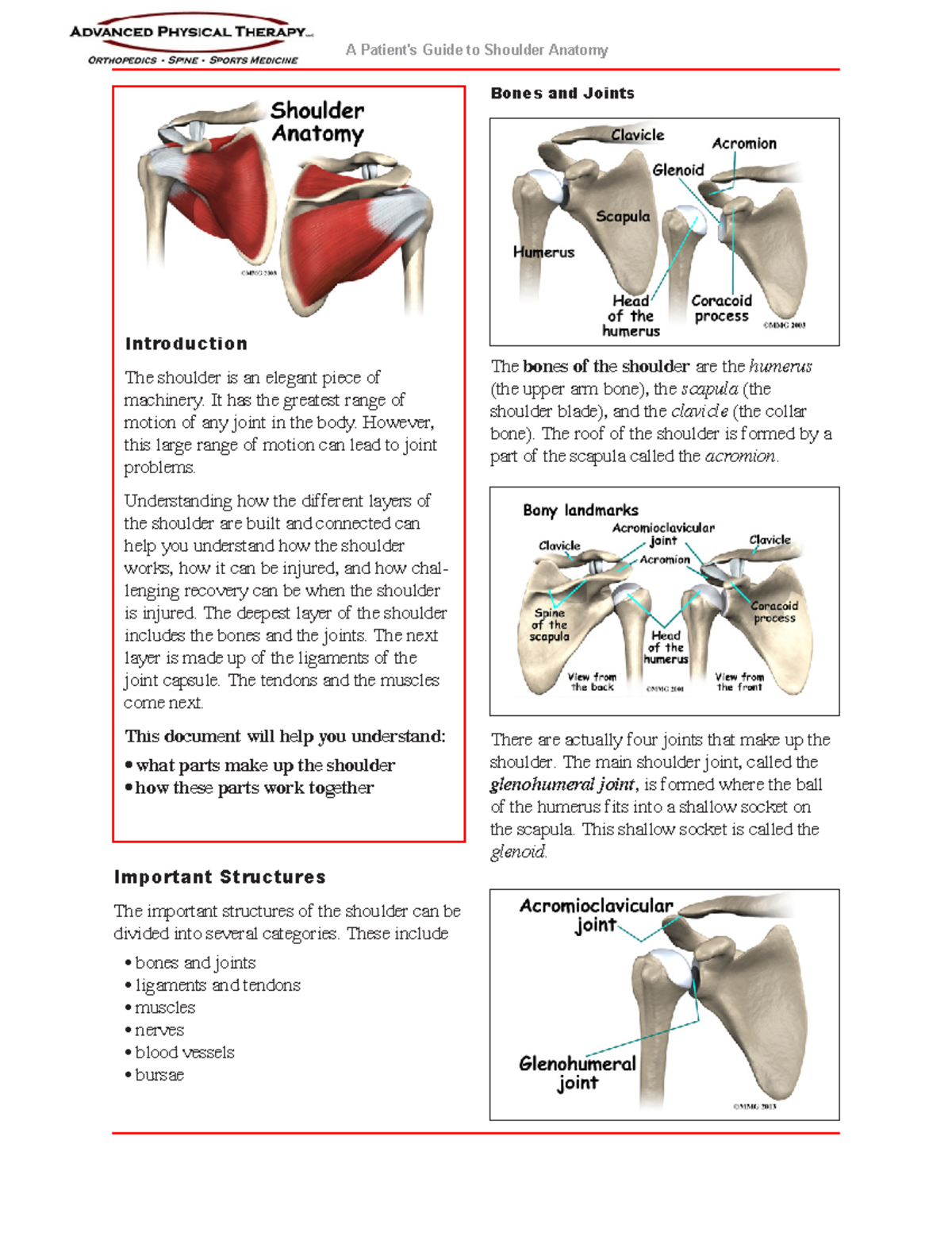 Shoulder-Anatomy - anatomía - Introduction The shoulder is an elegant ...