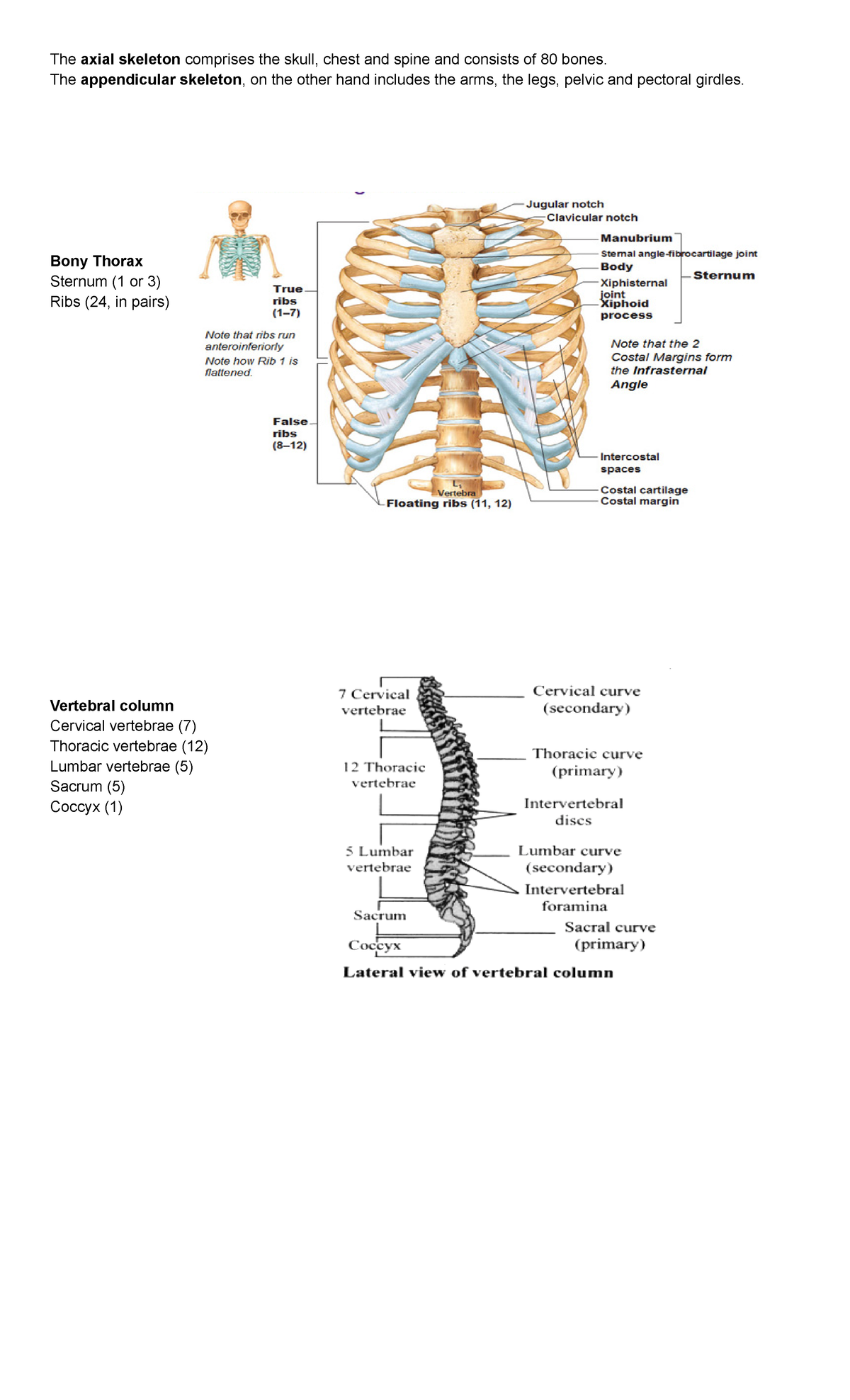 206 Bones - The axial skeleton comprises the skull, chest and spine and ...