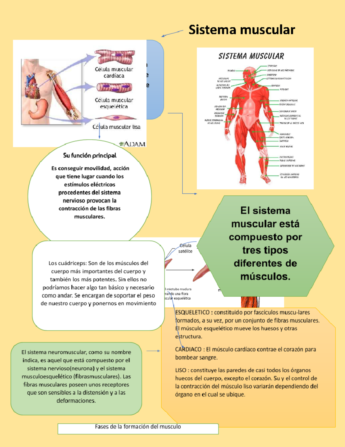 Infografia sistema muscular laura-1 - Anatomía - Sistema muscular ...