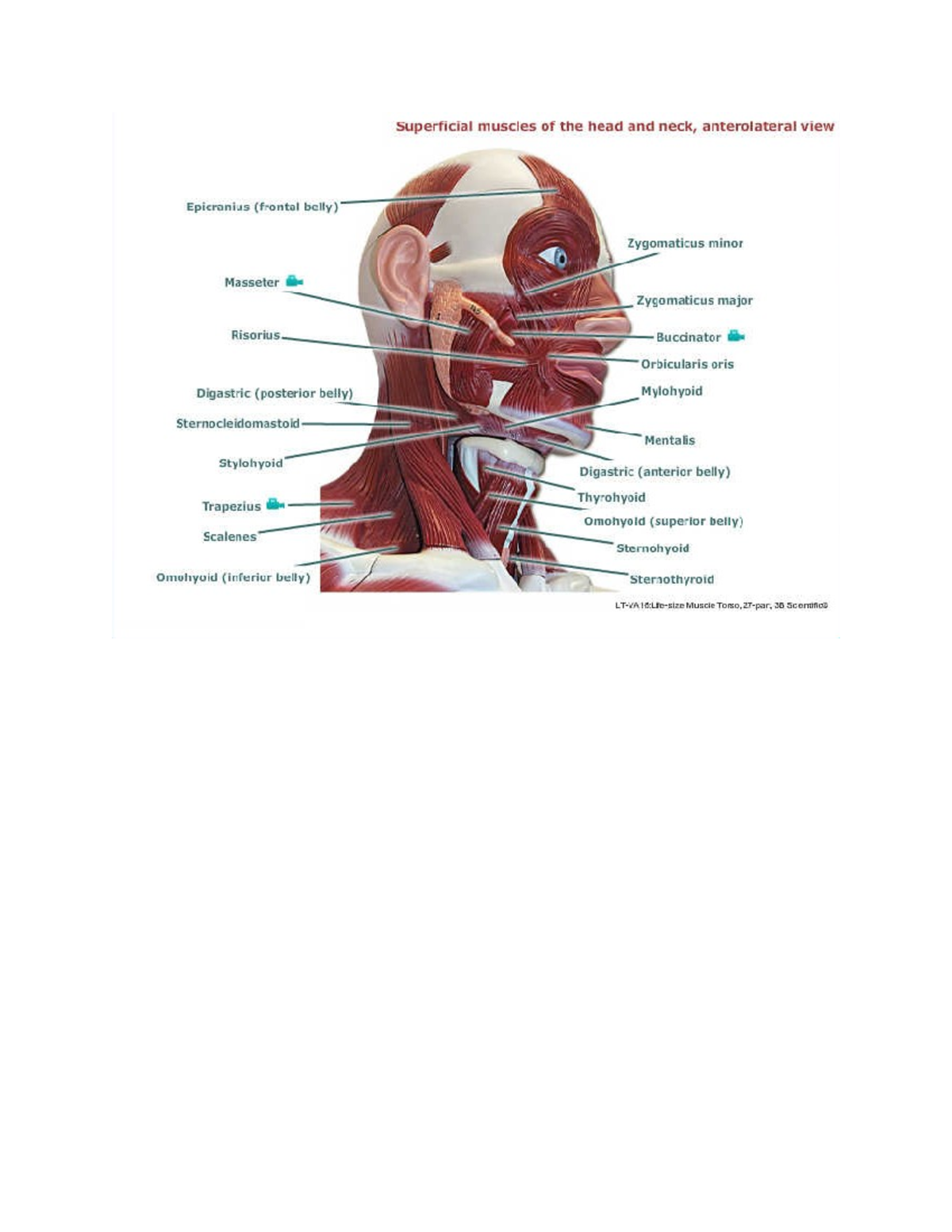 UTF-8''Muscle%20Lab%281%29 - BIOL 109 - Studocu