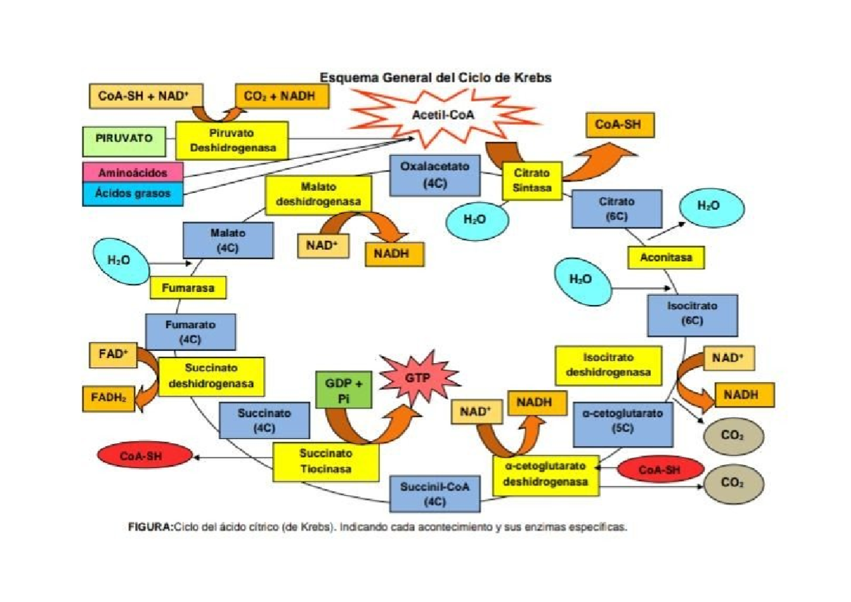 Esquema General del Ciclo de Krebs - Morfofisiologia I - Studocu