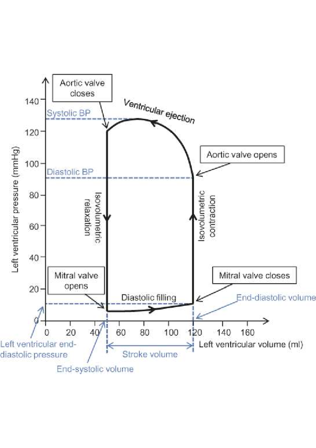 Left ventricular pressure graph - Biol005 - Aortic valve closes 140 ...