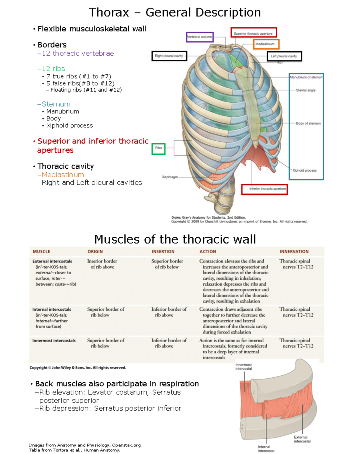 Lecture 2 thorax - notes - Dental Surgery - UCC - Studocu