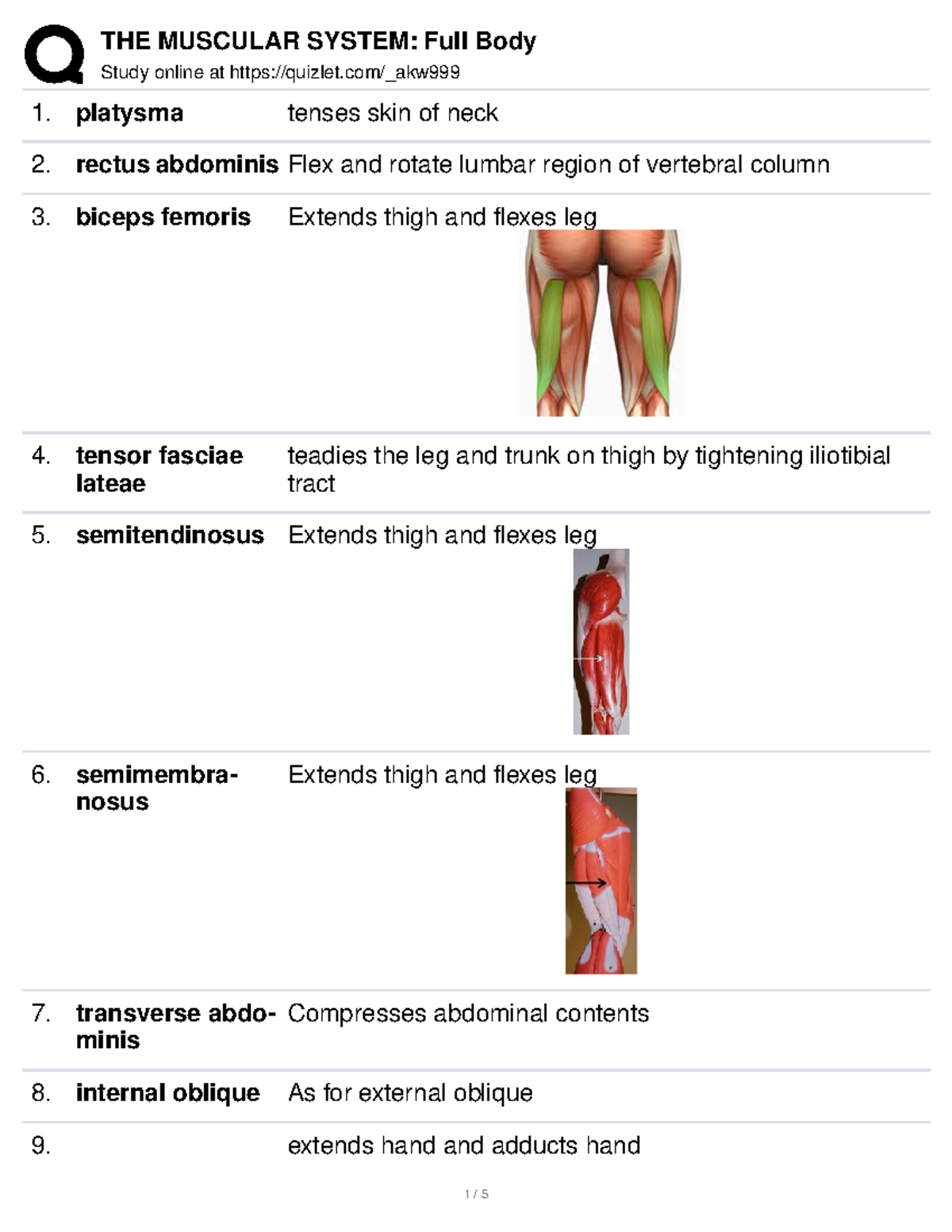 THE Muscular System Full Body - Study online at quizlet/_akw platysma ...