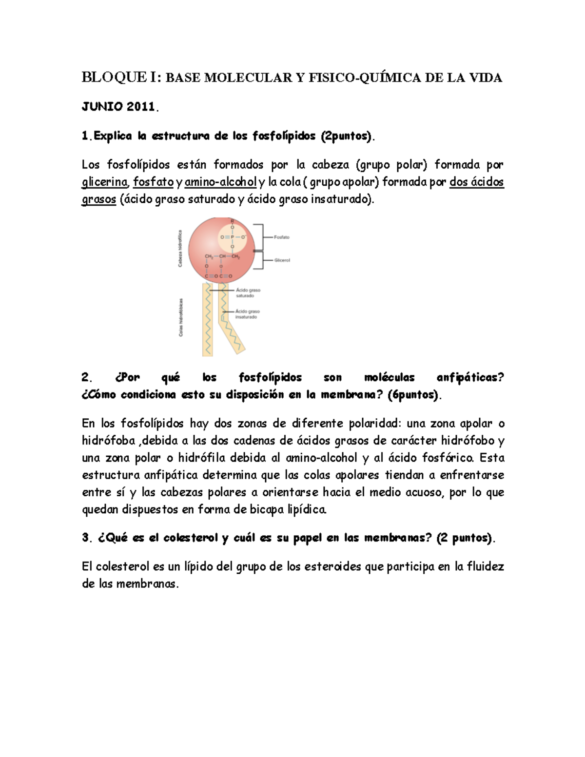 Bloque I PDF - BLOQUE I: BASE MOLECULAR Y FISICO-QUÍMICA DE LA VIDA JUNIO 2011. 1 la estructura ...
