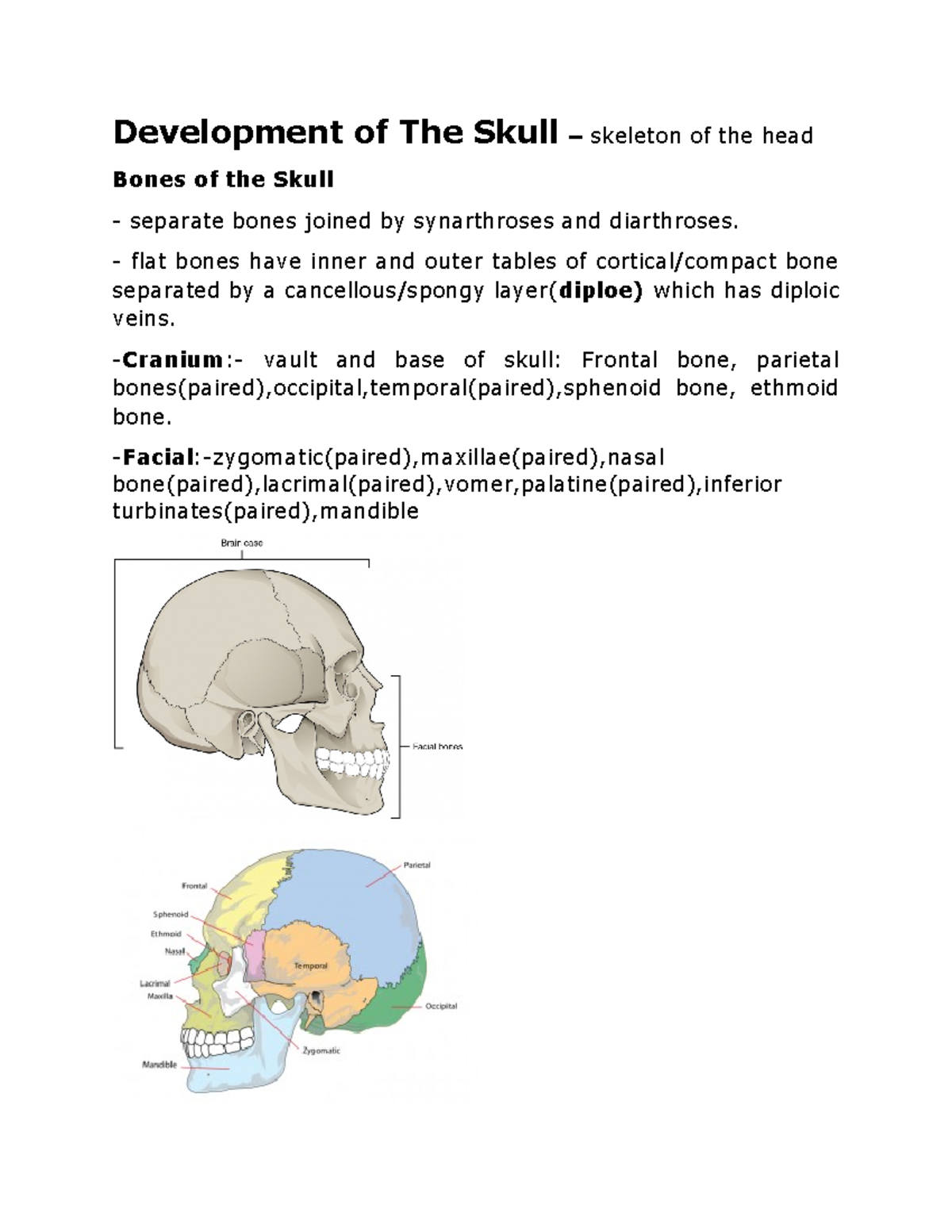 Ppt Skull 11 - revision - Development of The Skull – skeleton of the ...