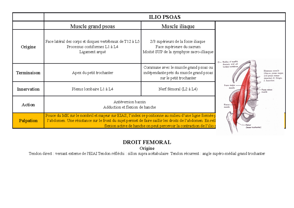 6. Anat palpa cuisse - ILIO PSOAS Muscle grand psoas Muscle iliaque ...