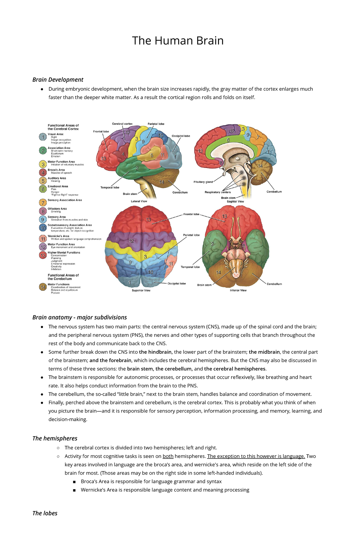 1. The Human Brain - The Human Brain Brain Development During embryonic ...