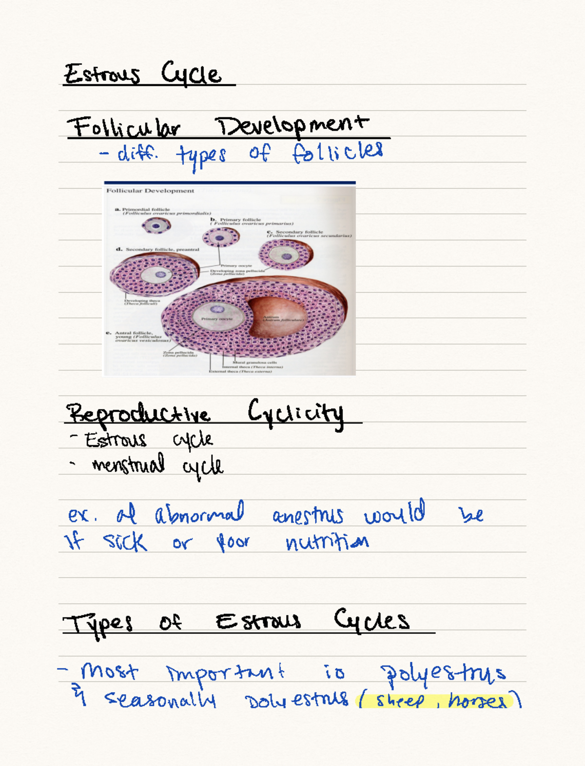 09-22 lecture Estrous - N/a - Estrous Cycle Follicular Development diff ...