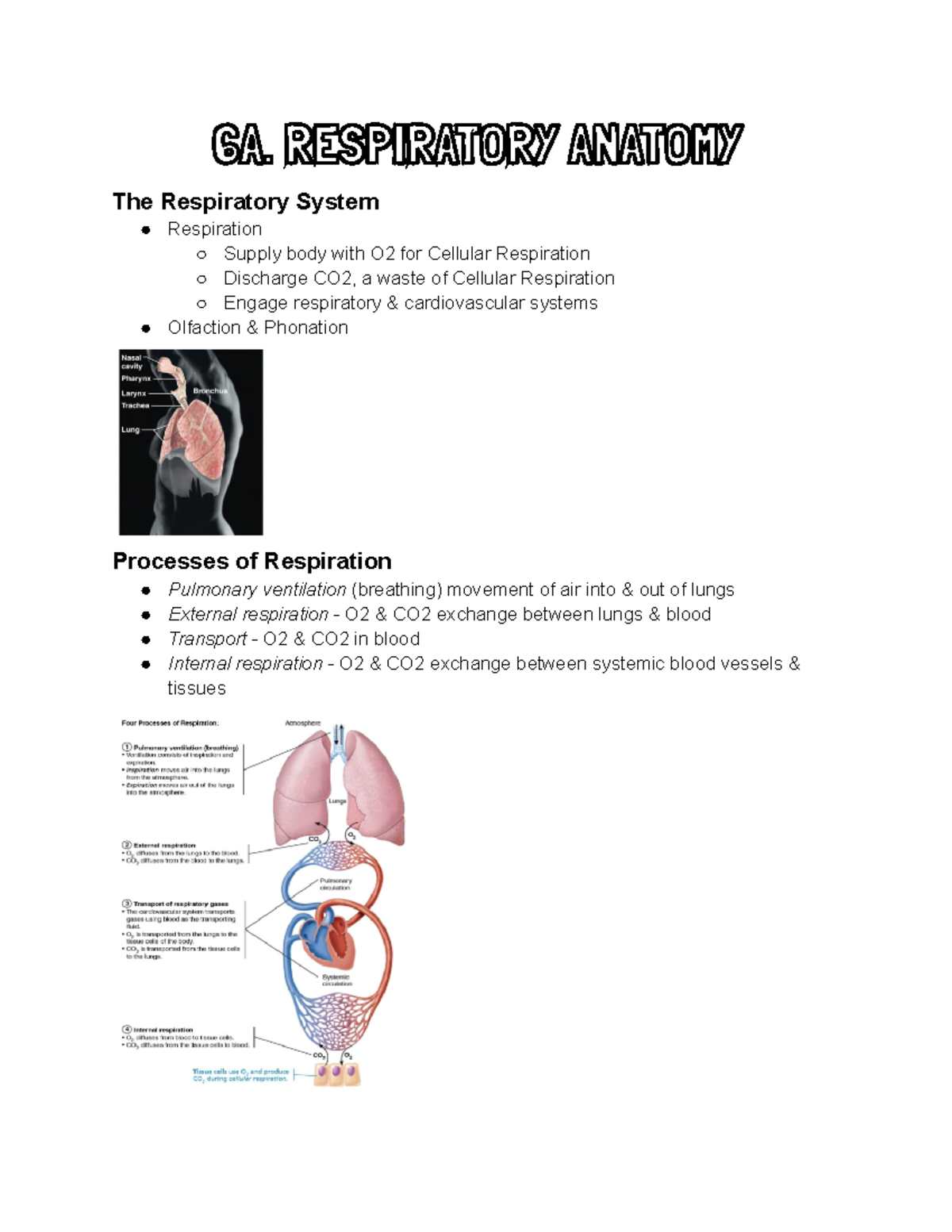 6A. Respiratory Anatomy - 6A. RESPIRATORY ANATOMY The Respiratory ...