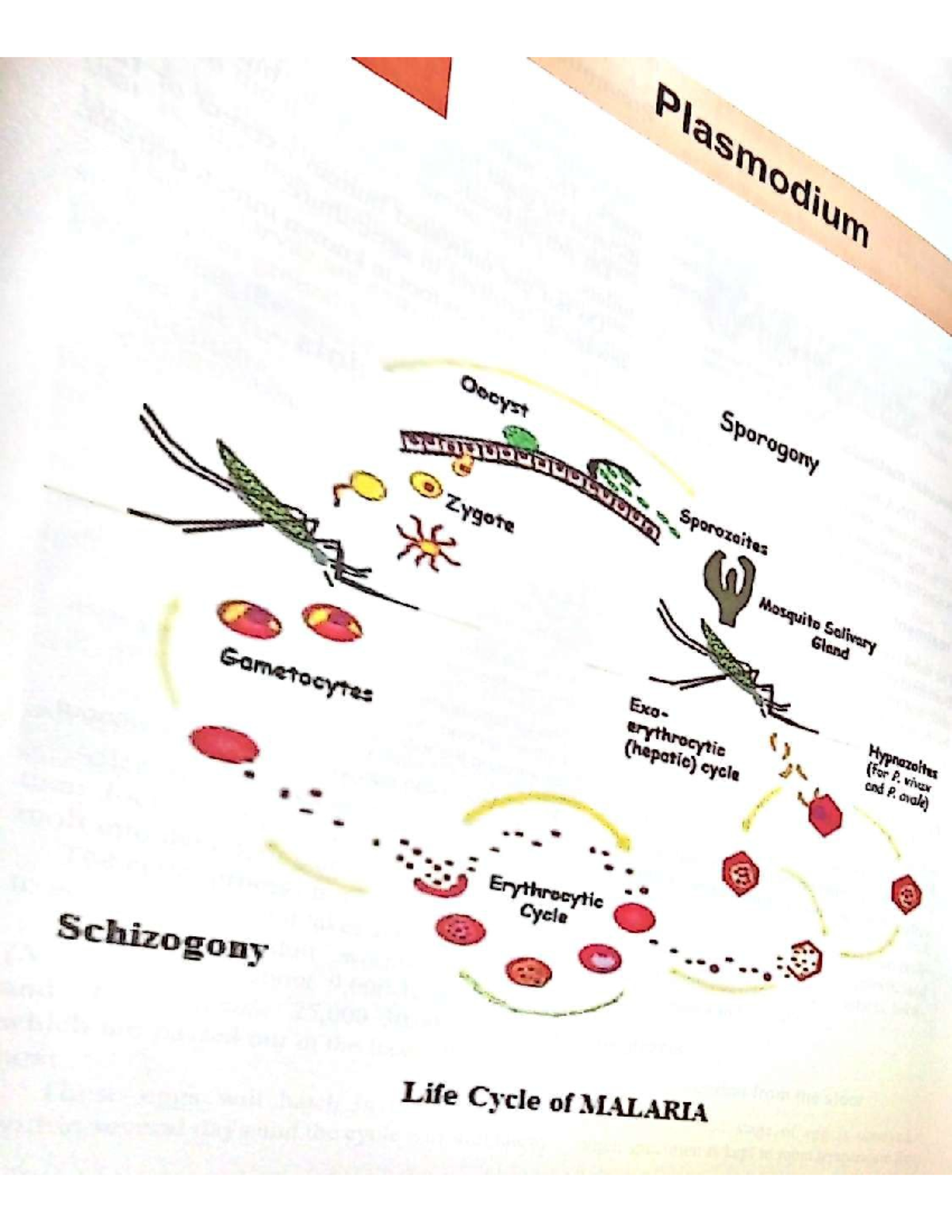 Plasmodium (malaria) - It's lecture notes - BSc NURSING - Studocu