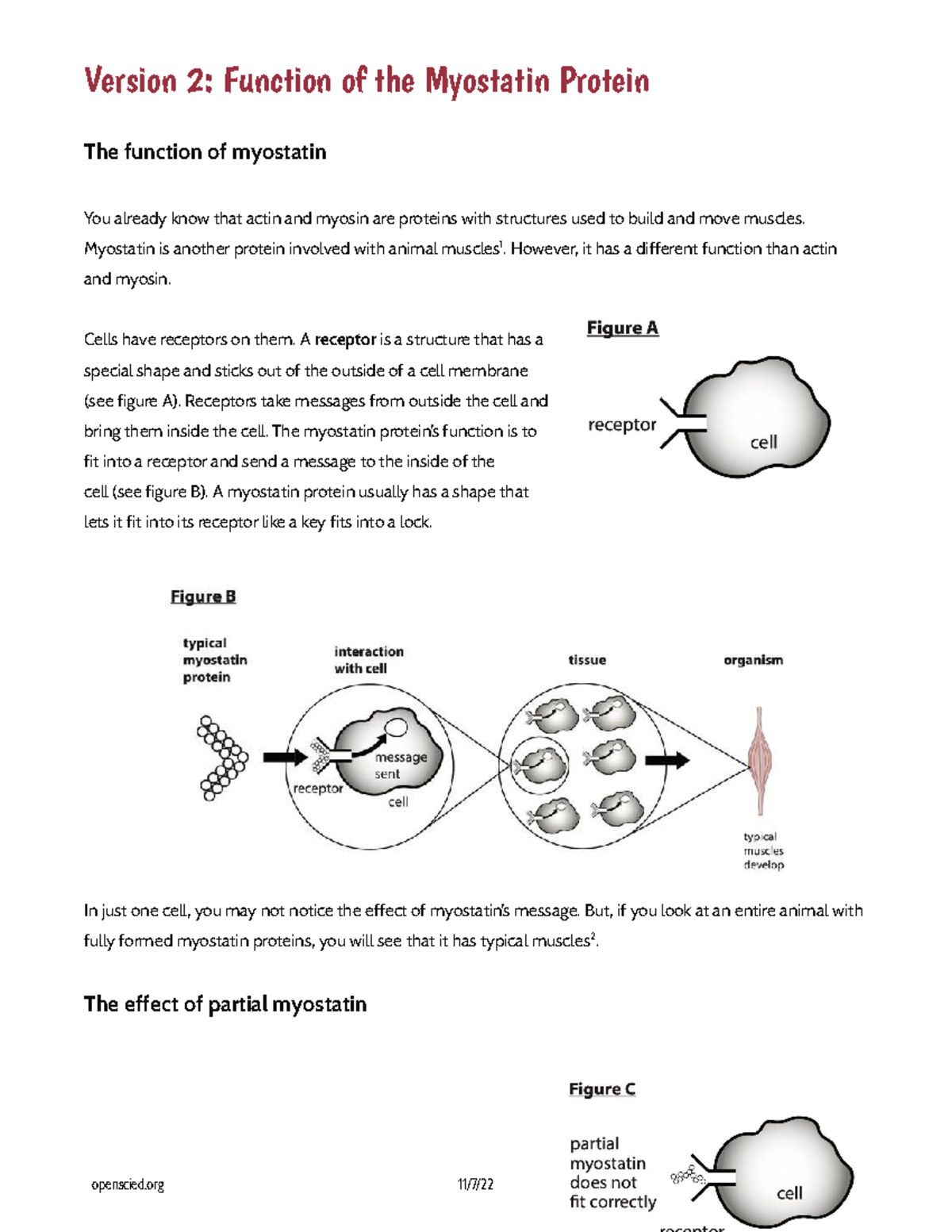 8.5 Lesson 6 Reading Version 2 Function - Version 2: Function of the Myostatin Protein The ...