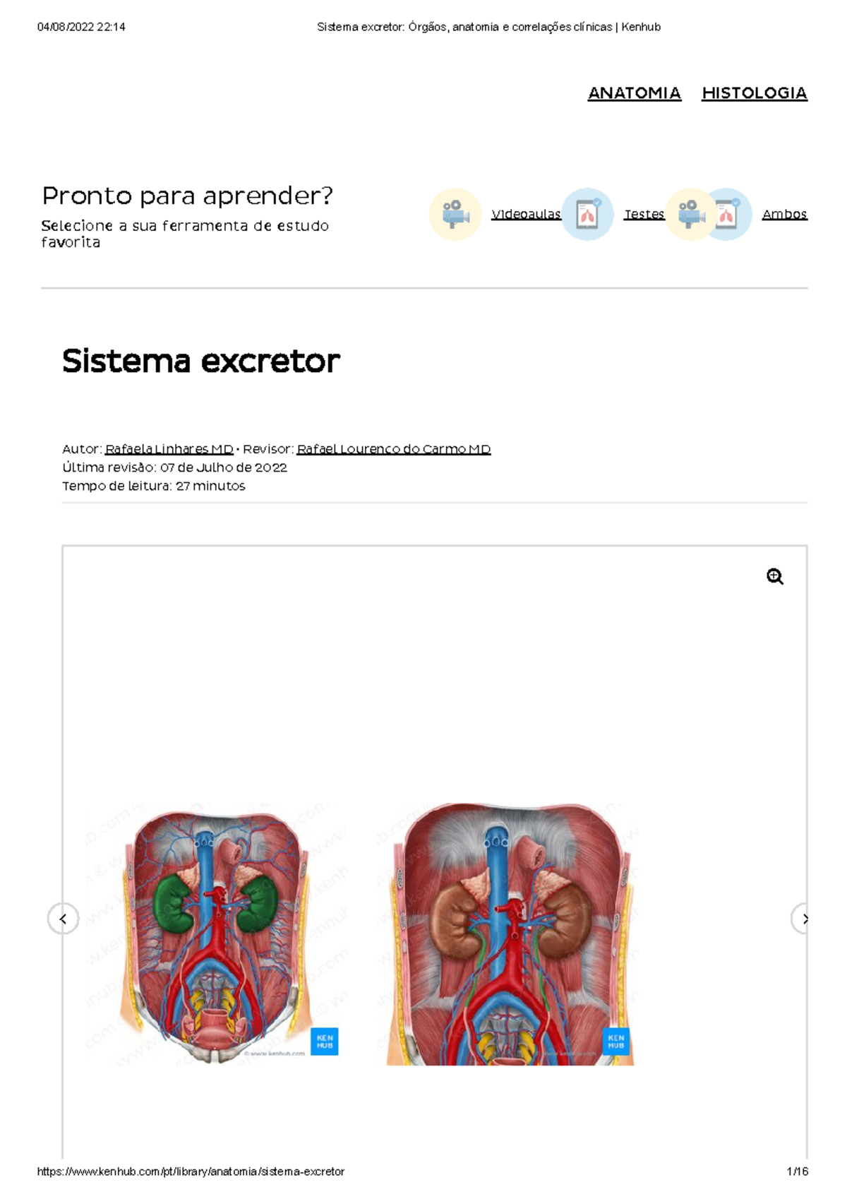 Sistema excretor Órgãos, anatomia e correlações clínicas Kenhub - Ao ...
