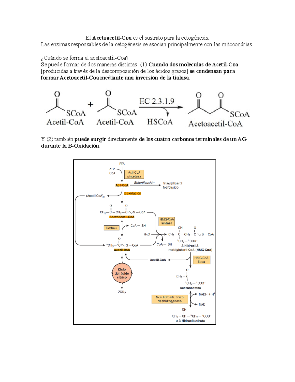[Capítulo 22] Oxidación de AG- La Cetogénesis - El Acetoacetil-Coa es ...