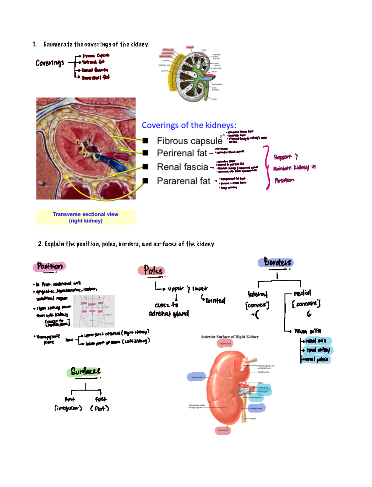 Anatomy of the kidneys - Handwritten notes,preclinical - MBBS ...