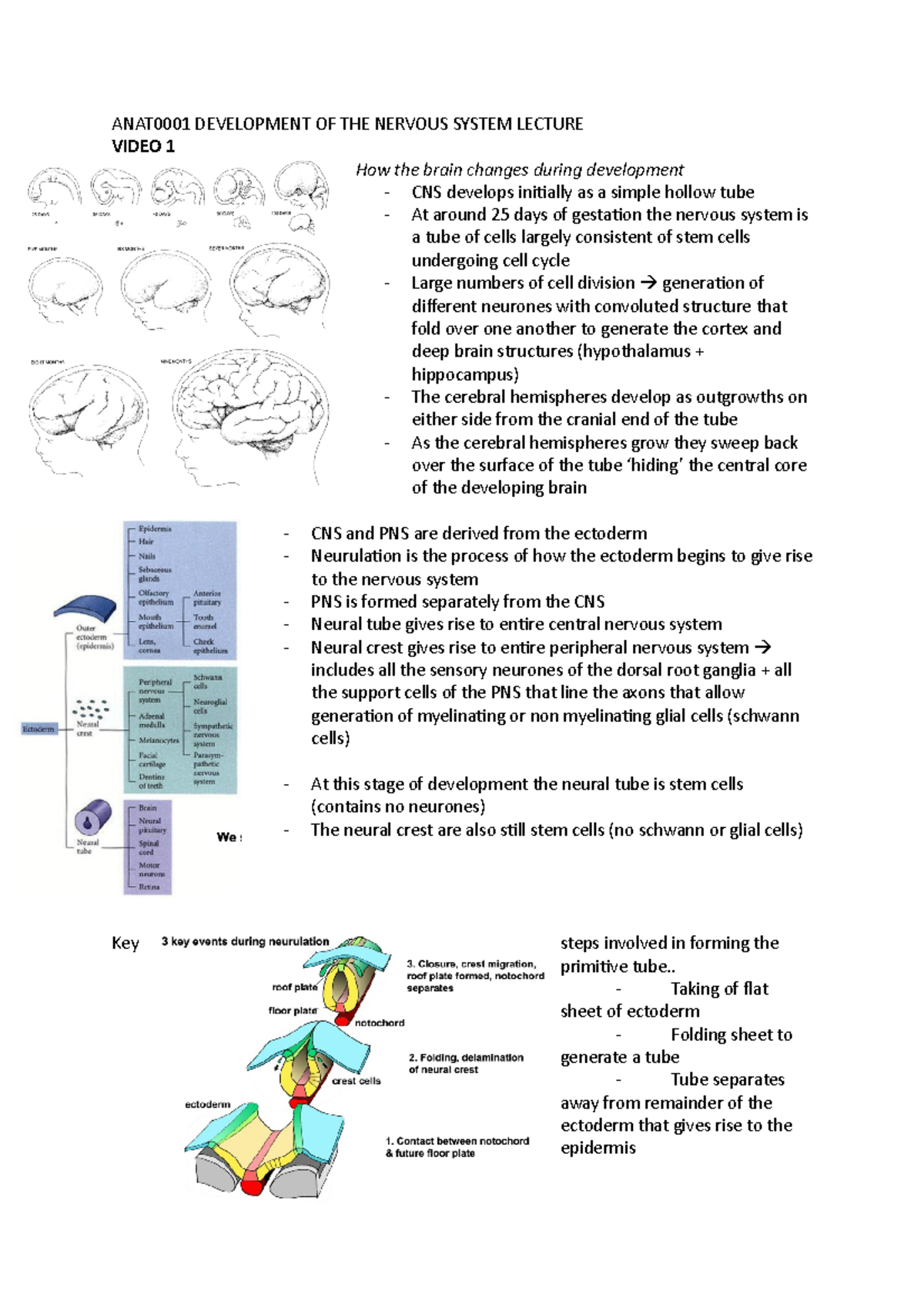 ANAT0001 Development OF THE Nervous System Lecture - ANAT0001 ...