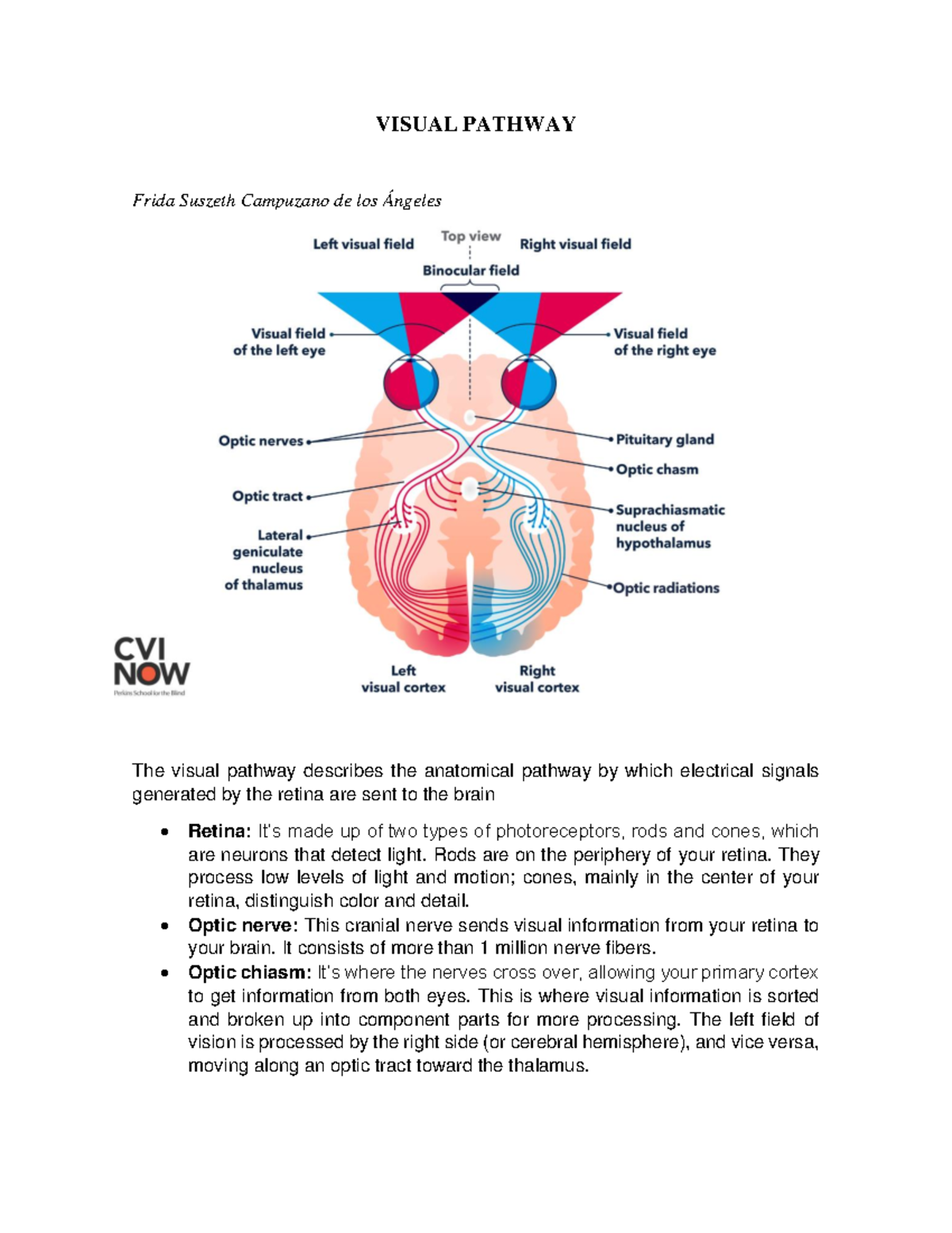 Visual Pathway - VISUAL PATHWAY Frida Suszeth Campuzano de los Ángeles ...