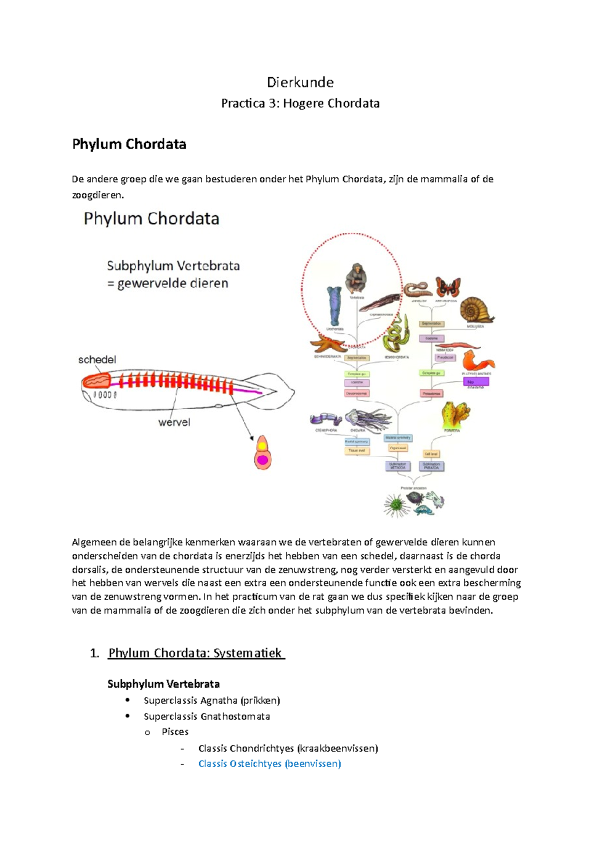 practica hogere chordata - Dierkunde Practica 3: Hogere Chordata Phylum ...