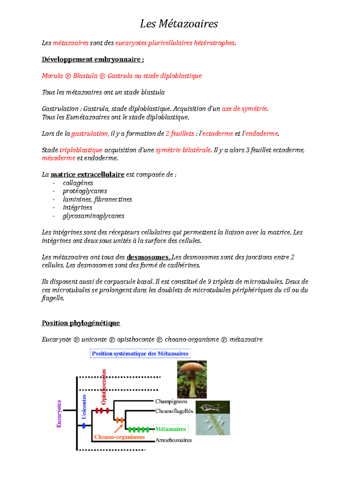 BI203 Les Métazoaires - Les Métazoaires Les métazoaires sont des ...