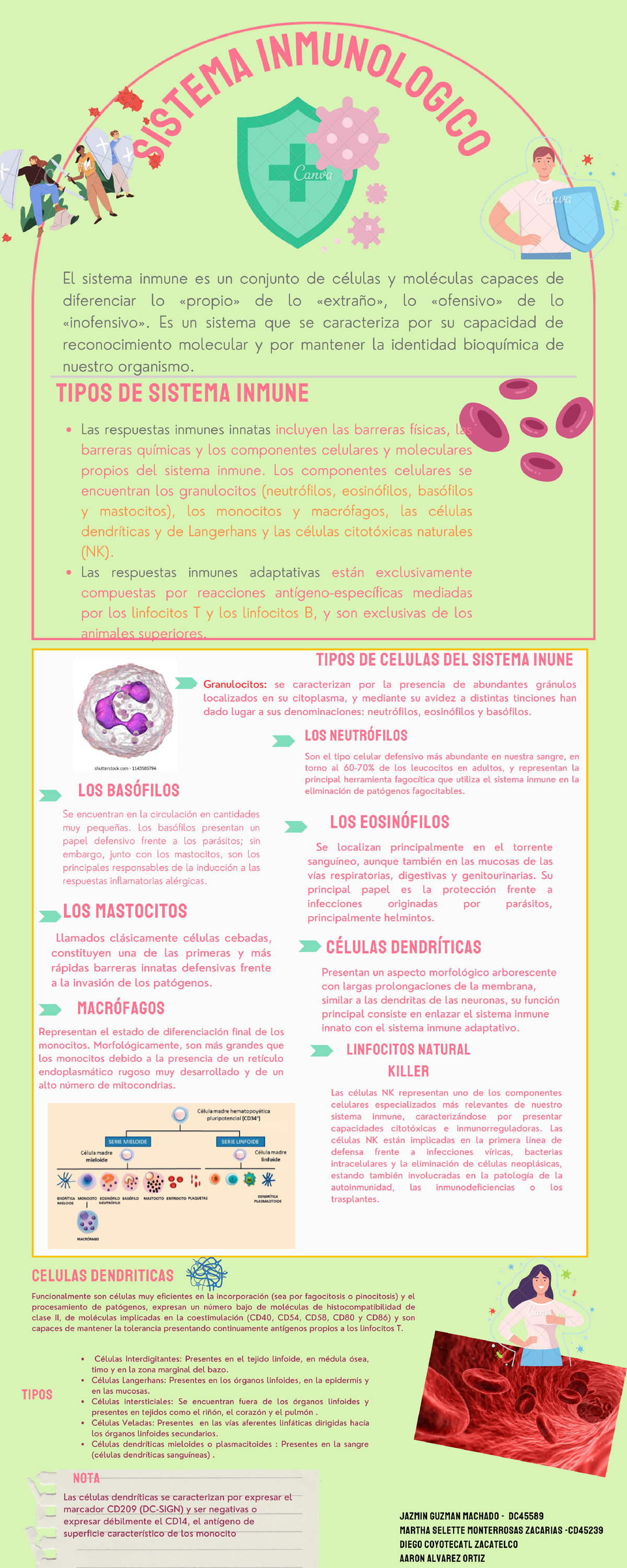 Infografía inmunología - Anatomía y Fisiología - Studocu