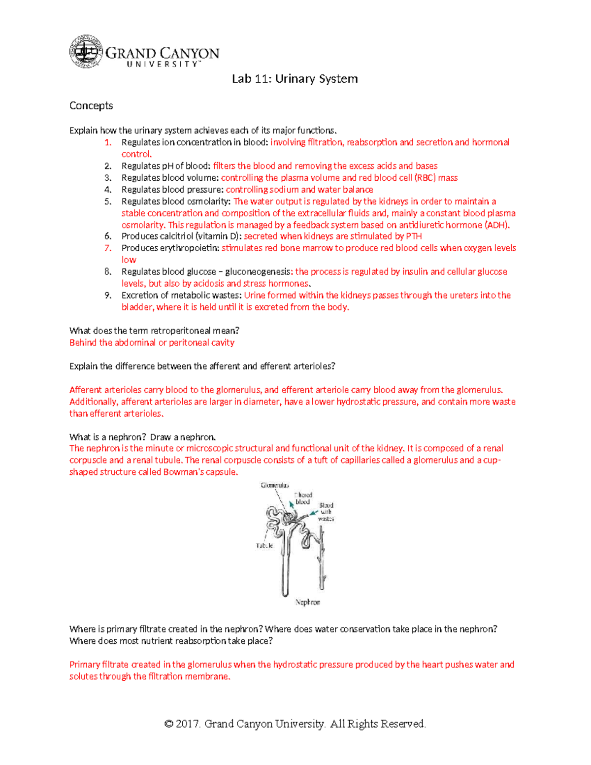 BIO-211L Urinary System Studyguide - Lab 11: Urinary System Concepts Explain how the urinary ...