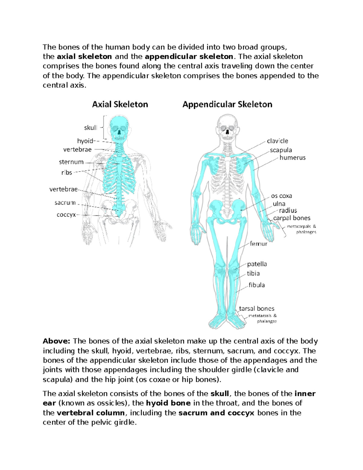Bones - The bones of the human body can be divided into two broad ...
