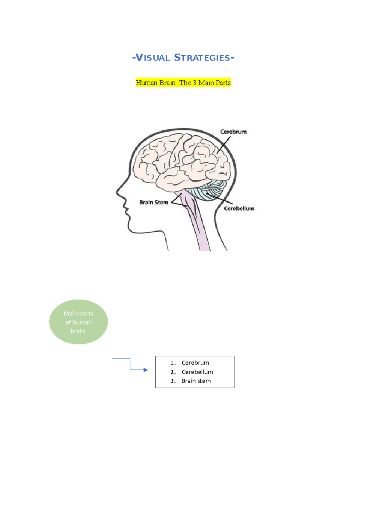 HUMAN BRAIN (VISUAL) - Cognitive Sciences / Sains Kognitif - UNIMAS ...