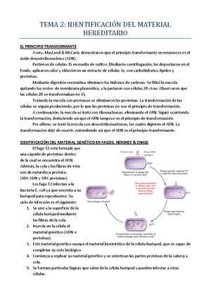 Agentes Mutagénicos - AGENTES MUTAGÉNICOS Un agente mutagénico o ...