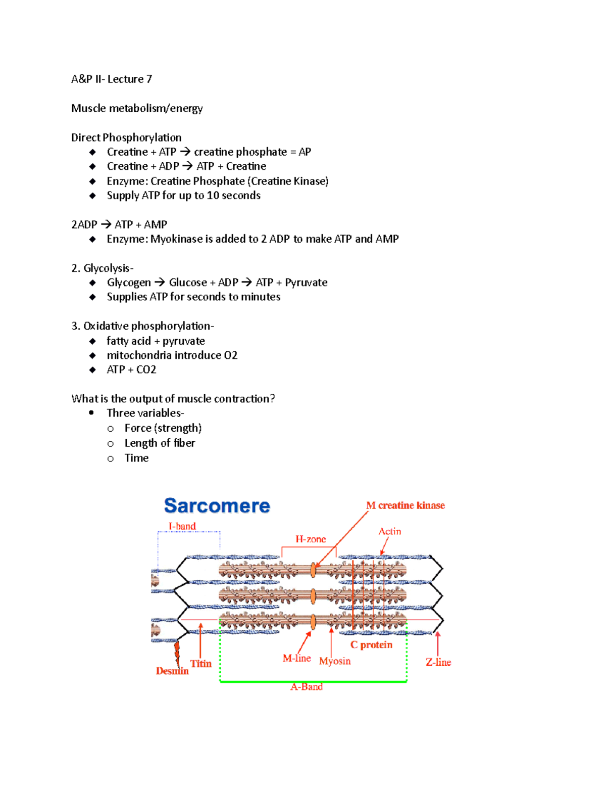 Lecture 7 - test review - A&P II- Lecture 7 Muscle metabolism/energy ...
