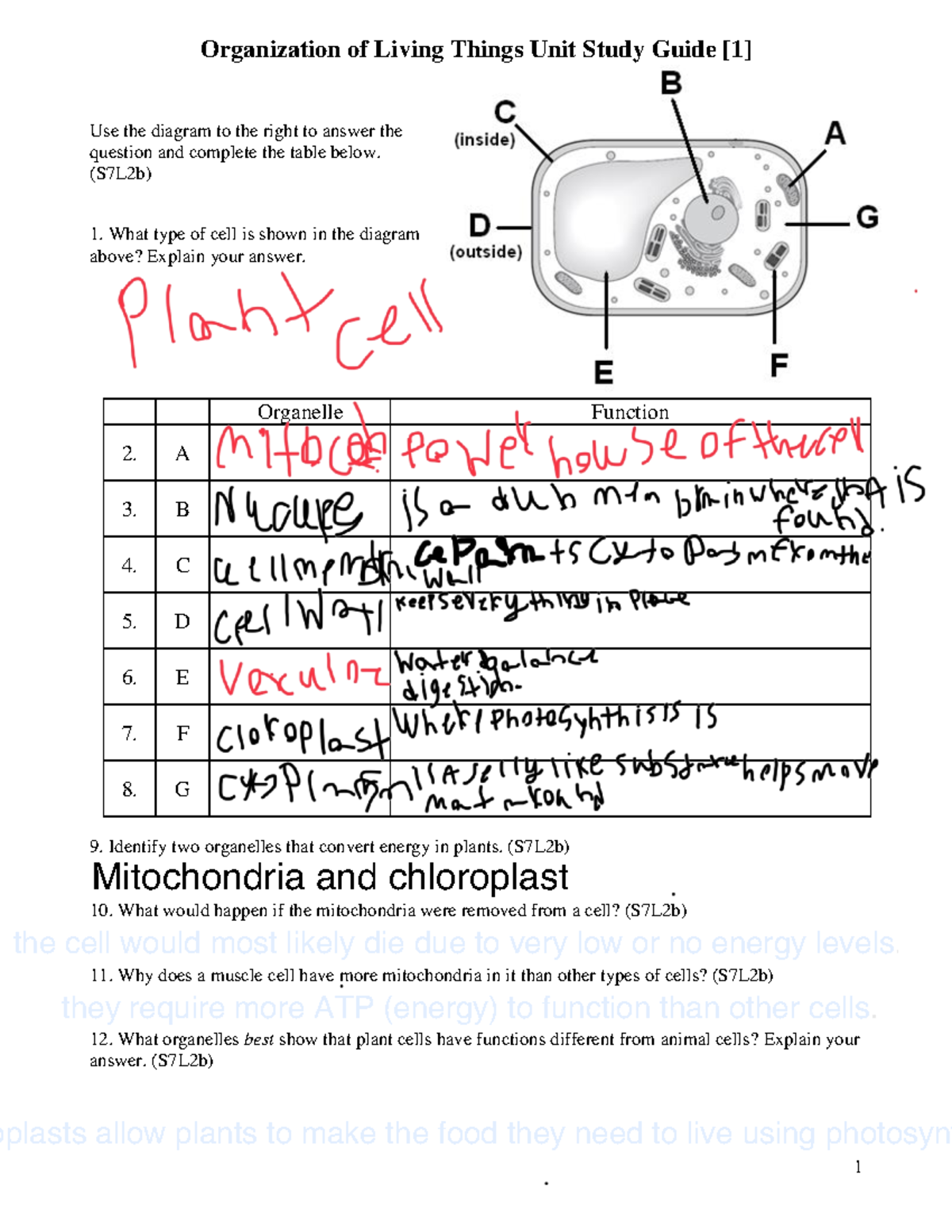 Cell+Structure+Study+Guide+ - Organization of Living Things Unit Study ...