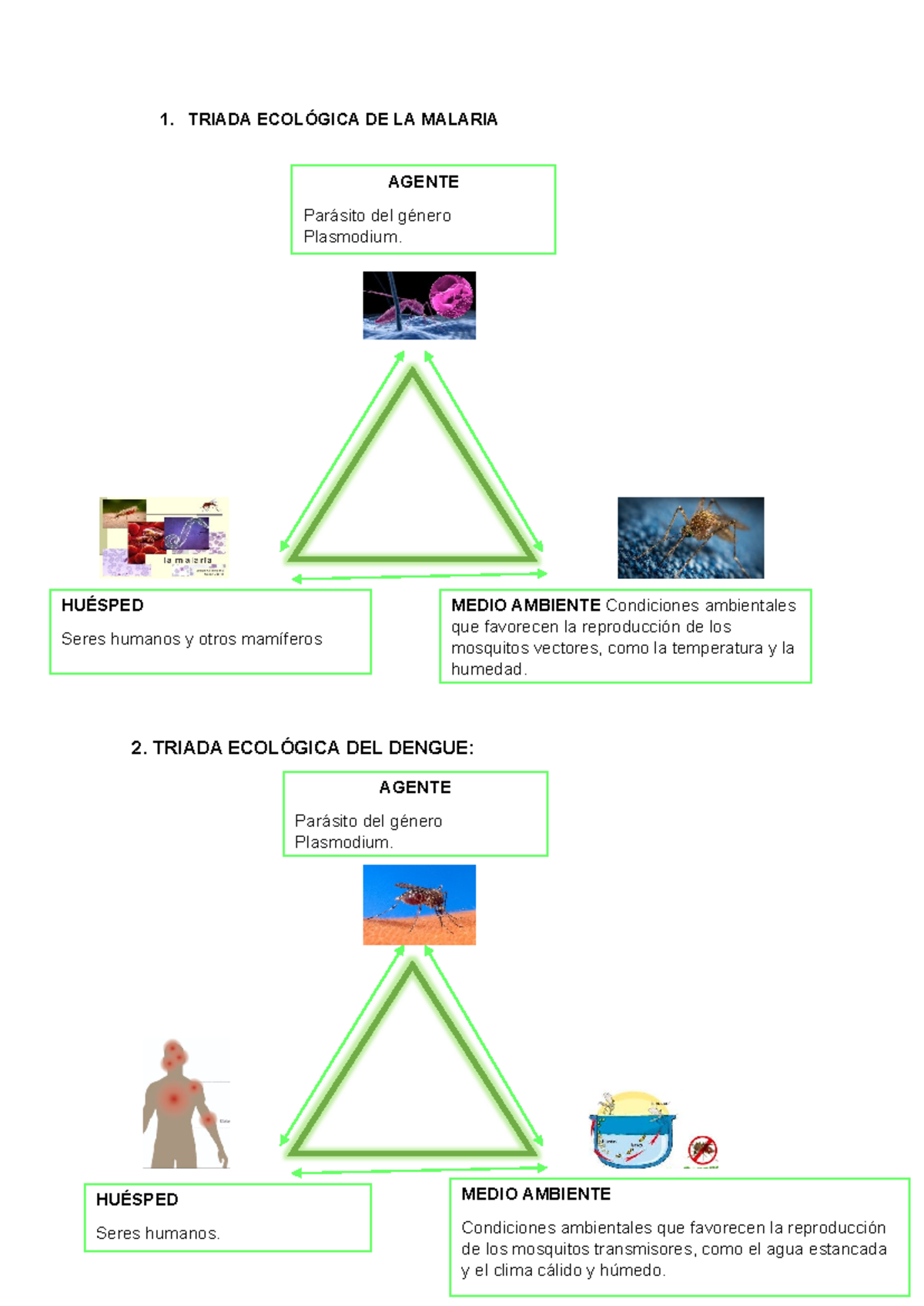 10 enfermedades - 1. TRIADA ECOLÓGICA DE LA MALARIA 2. TRIADA ECOLÓGICA ...