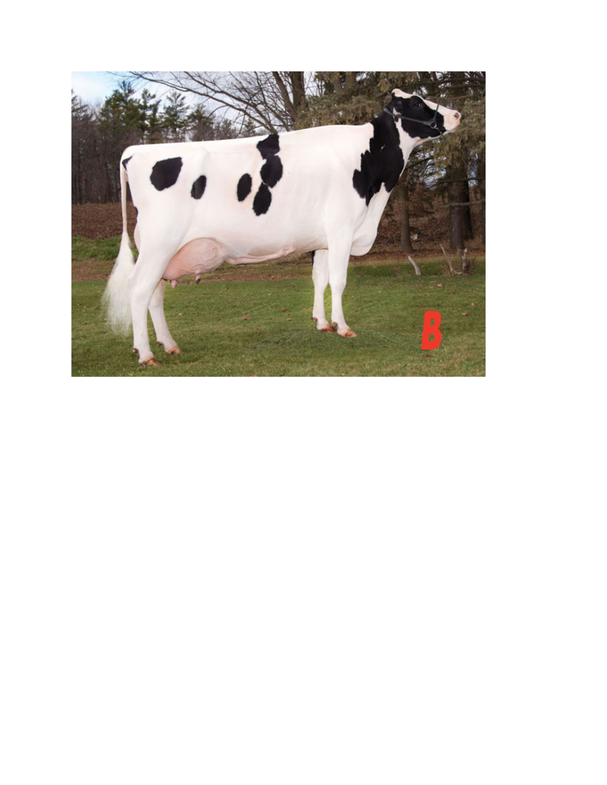 ANSC 360 dairy cows - ANSC 360 - What is your placing on these Holstein ...