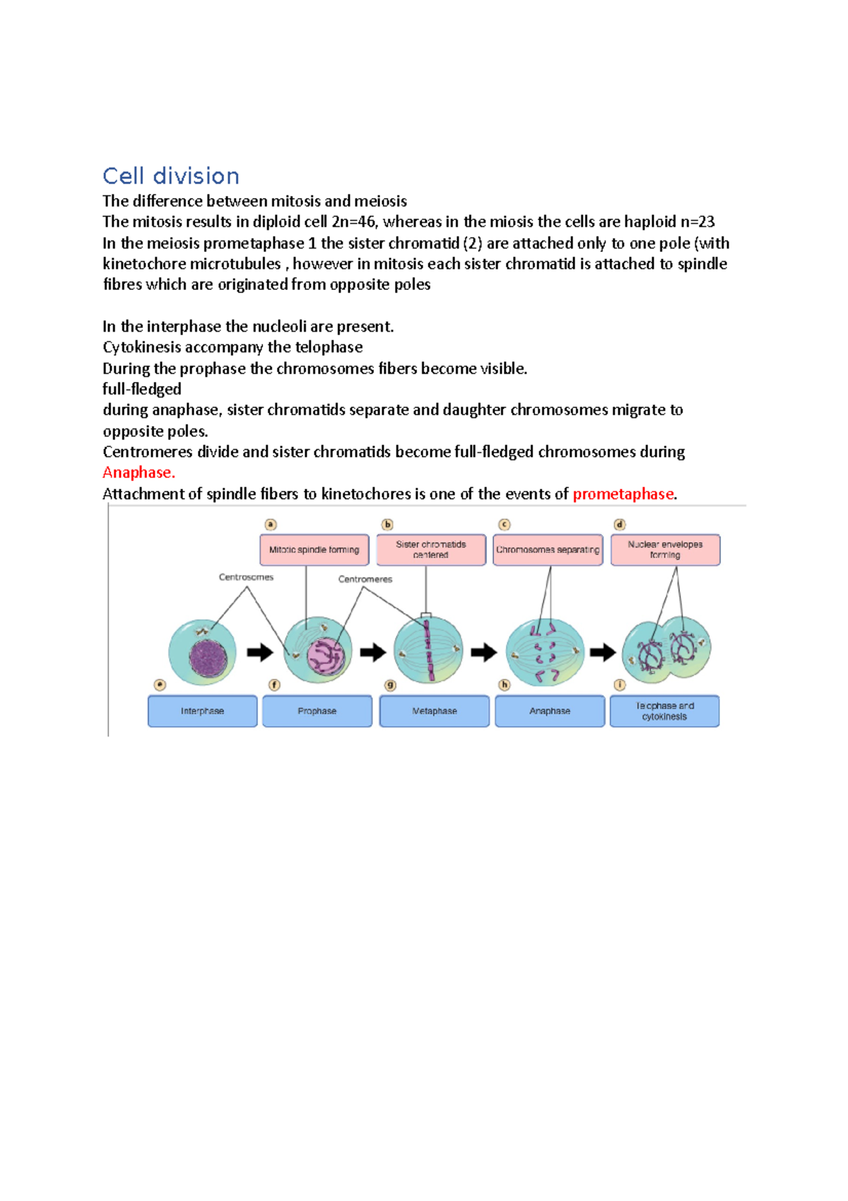 Cell division - Cell division The difference between mitosis and ...