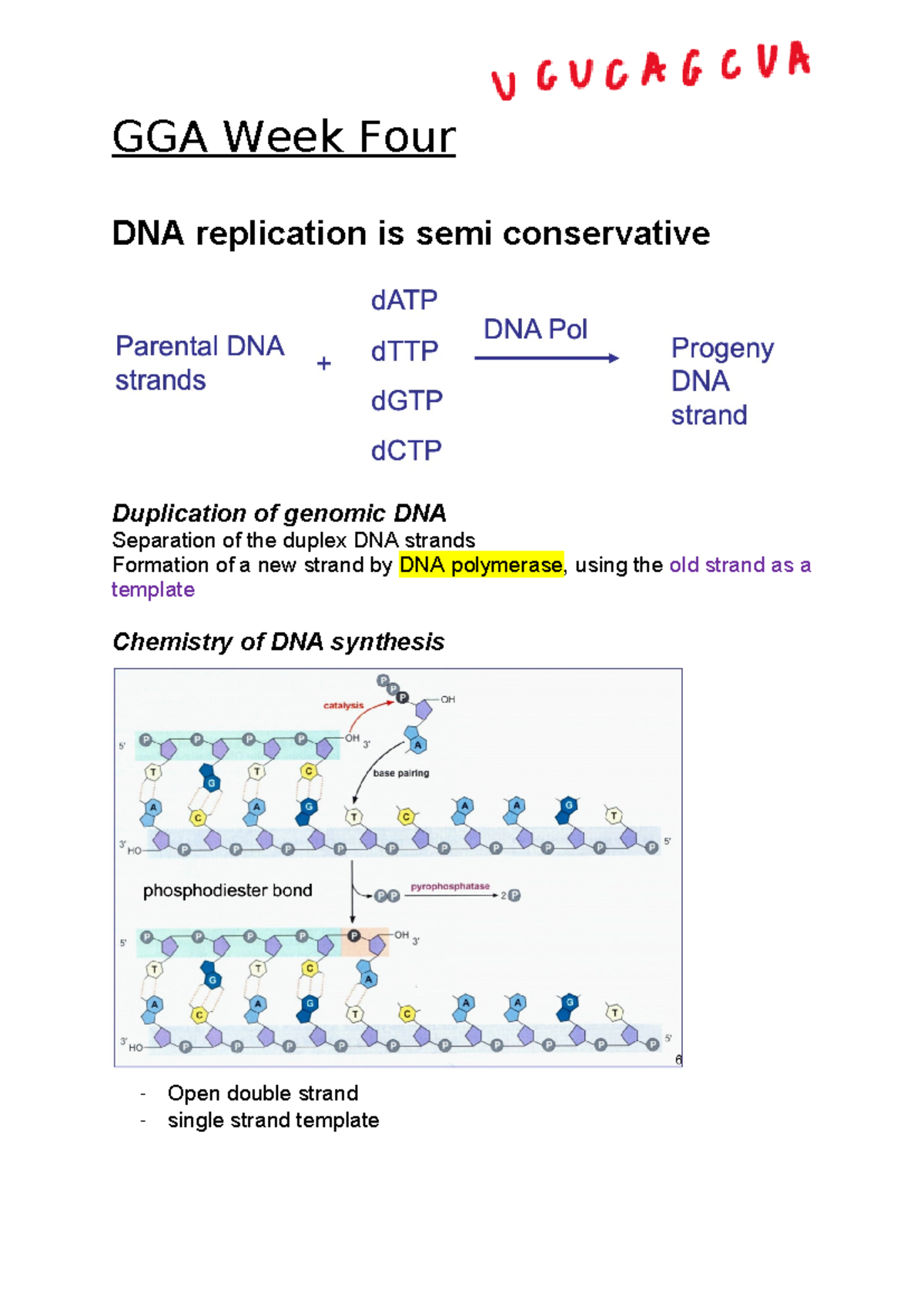 Week Four - GGA Week Four DNA replication is semi conservative Duplication of genomic DNA ...