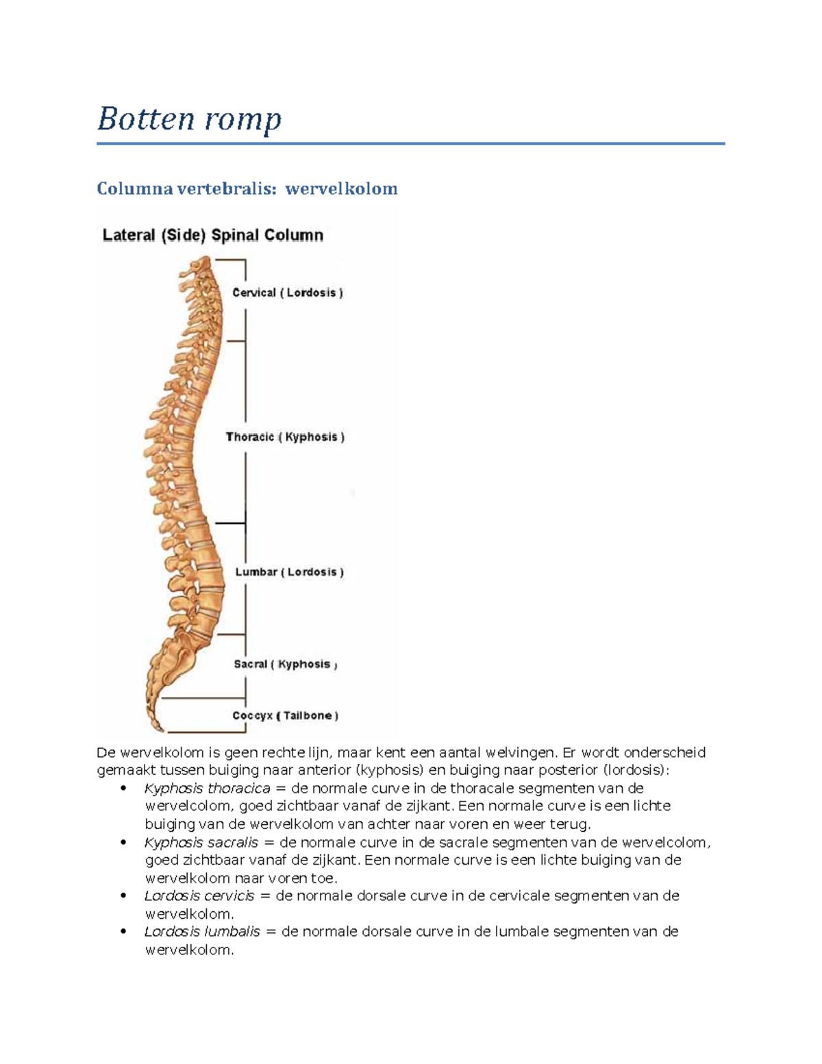 Samenvatting - theorie romp - Botten romp Columna vertebralis ...