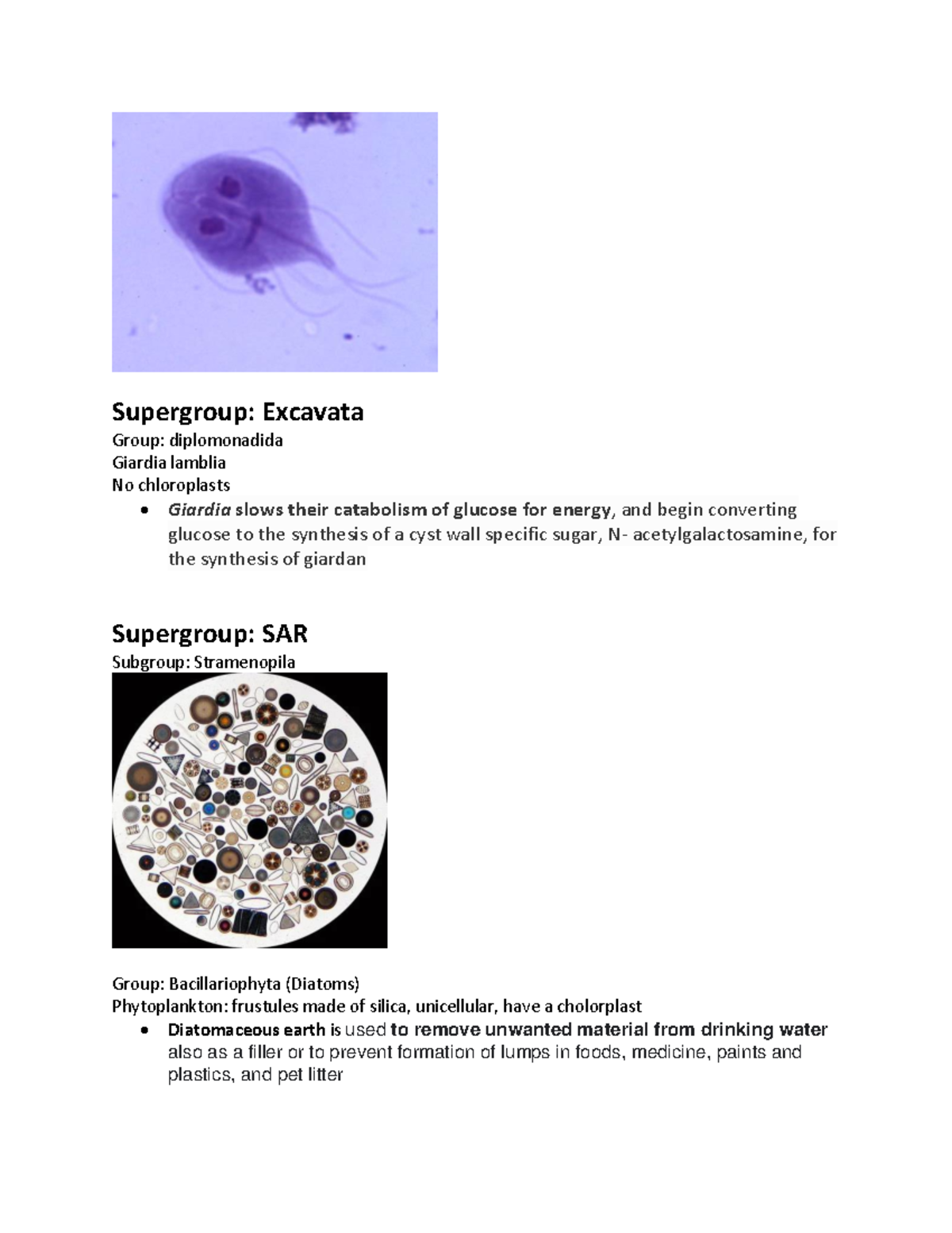 Bio Lab Midterm 1 notes - Supergroup: Excavata Group: diplomonadida ...