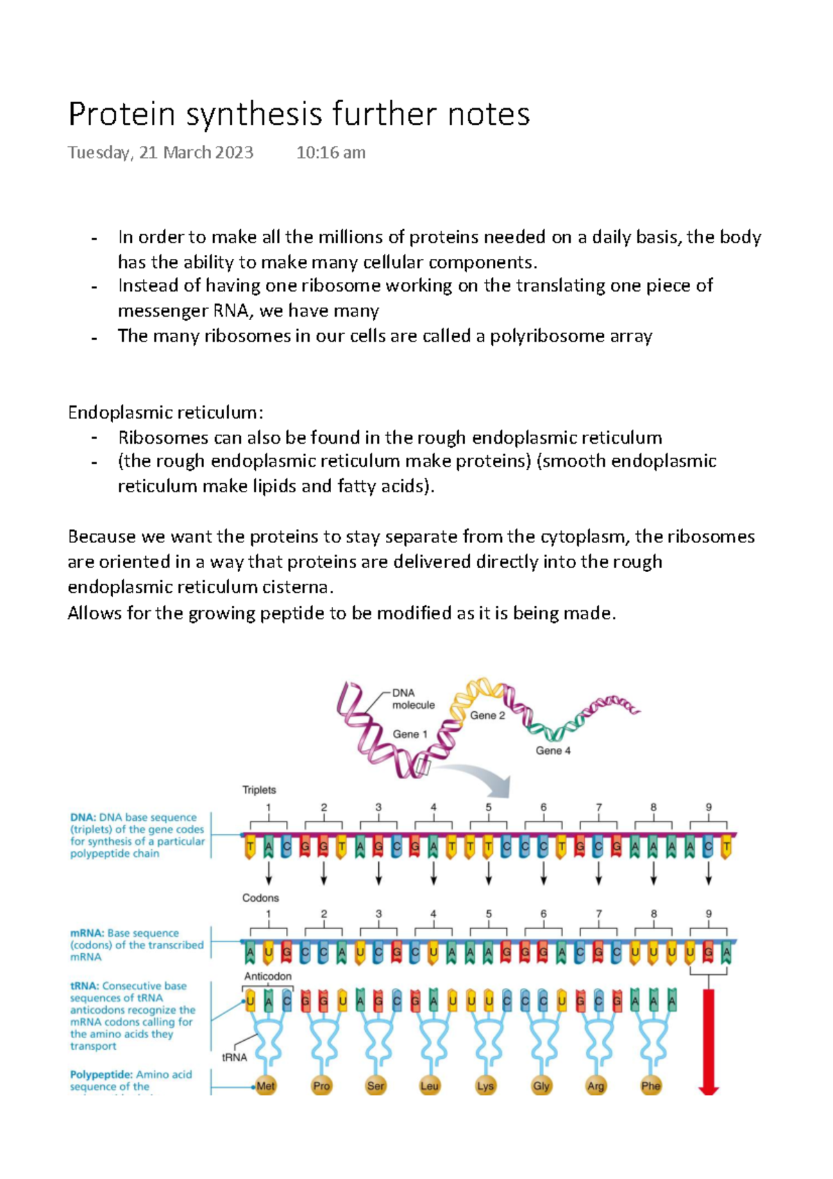 Protein synthesis further notes - In order to make all the millions of ...