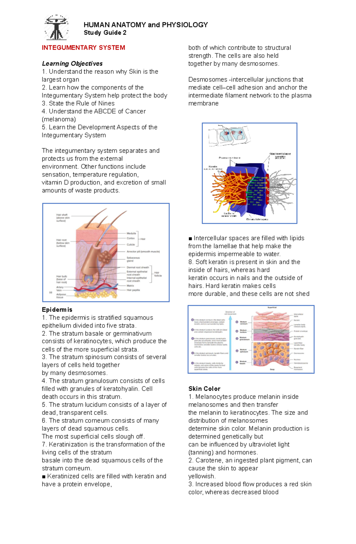 Study Guide 2 Ana Phy 2024 - Study Guide 2 INTEGUMENTARY SYSTEM ...