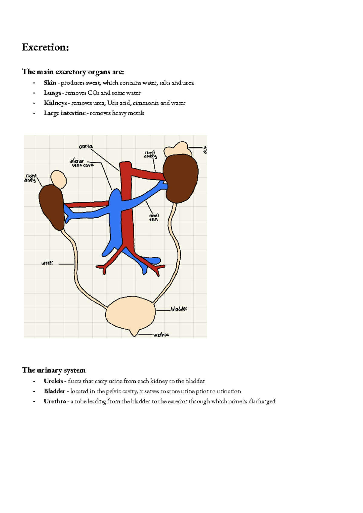 Life Sciences excretion Cheat Sheet + Diagrams-Grade 11 CAPS curriculum ...