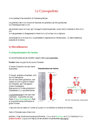 Cours synthese et transport des protéines - SYNTHÈSE ET TRANSPORT DES ...